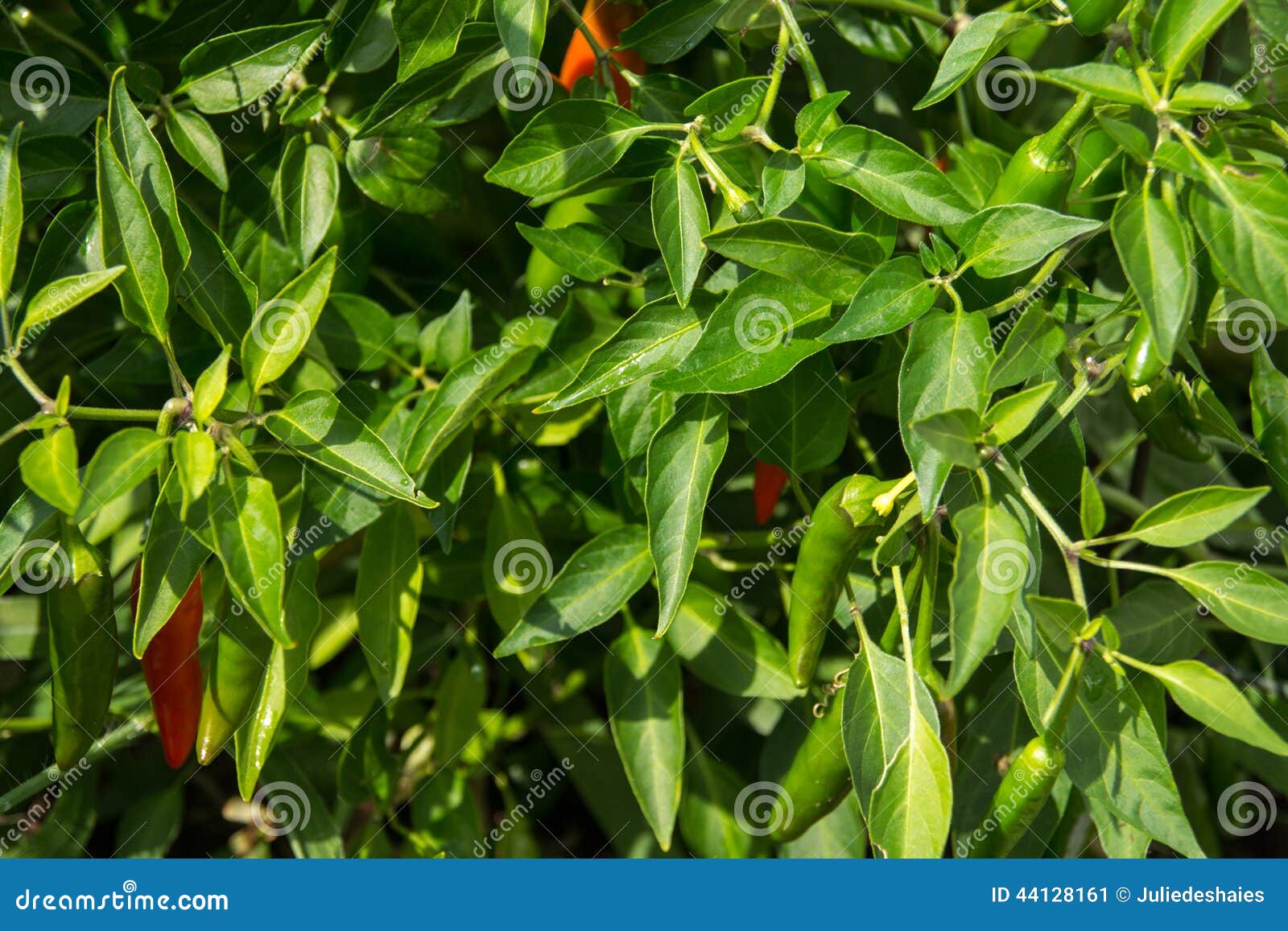 Installatie Van De Jalapeno De Hete Peper Stock Afbeelding - Image of ...