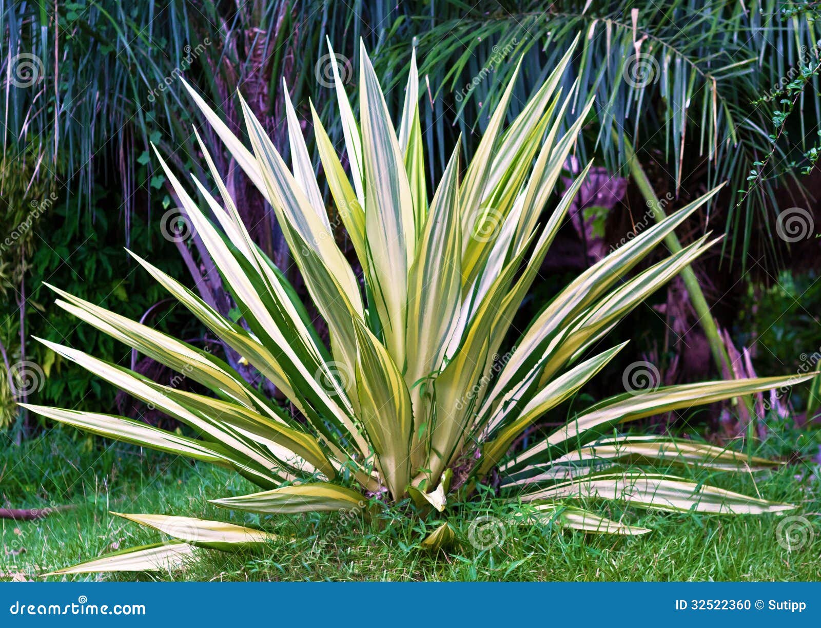 Installaties Met Scherpe Bladeren Stock Foto - Image of installatie ...