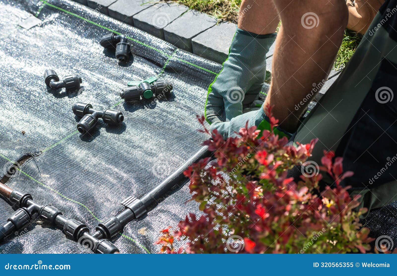 Installing Drip Irrigation System in Garden Stock Image - Image of ...