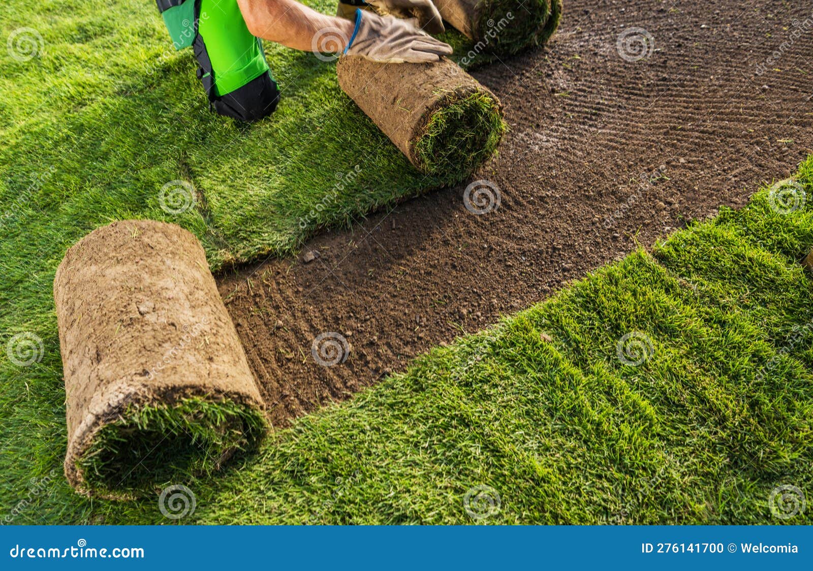 Installing Fresh Natural Grass Turfs from a Roll Stock Photo - Image of ...
