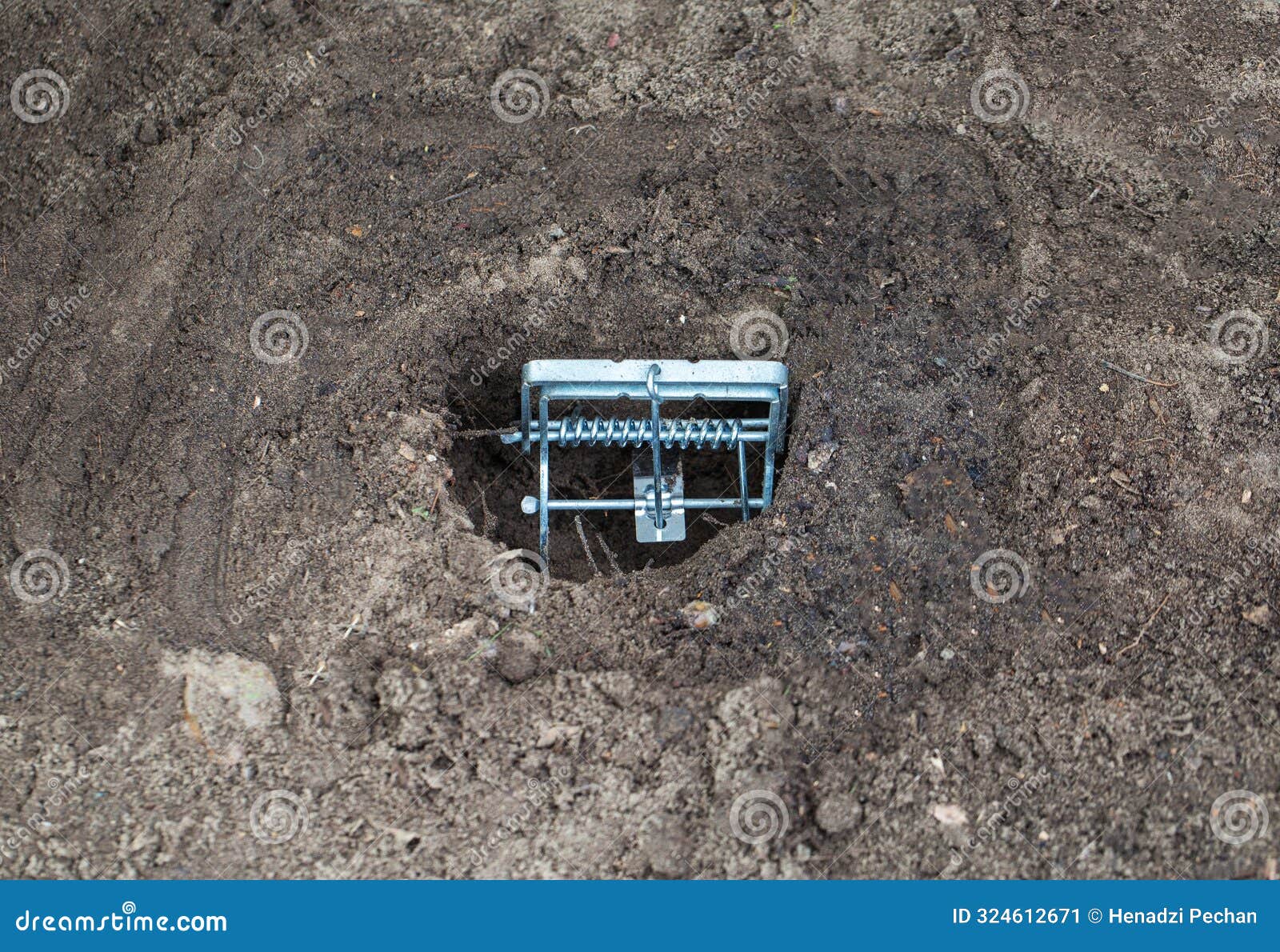 Installing a Mole Trap in a Garden Plot in a Mole Hole, Close-up Stock ...