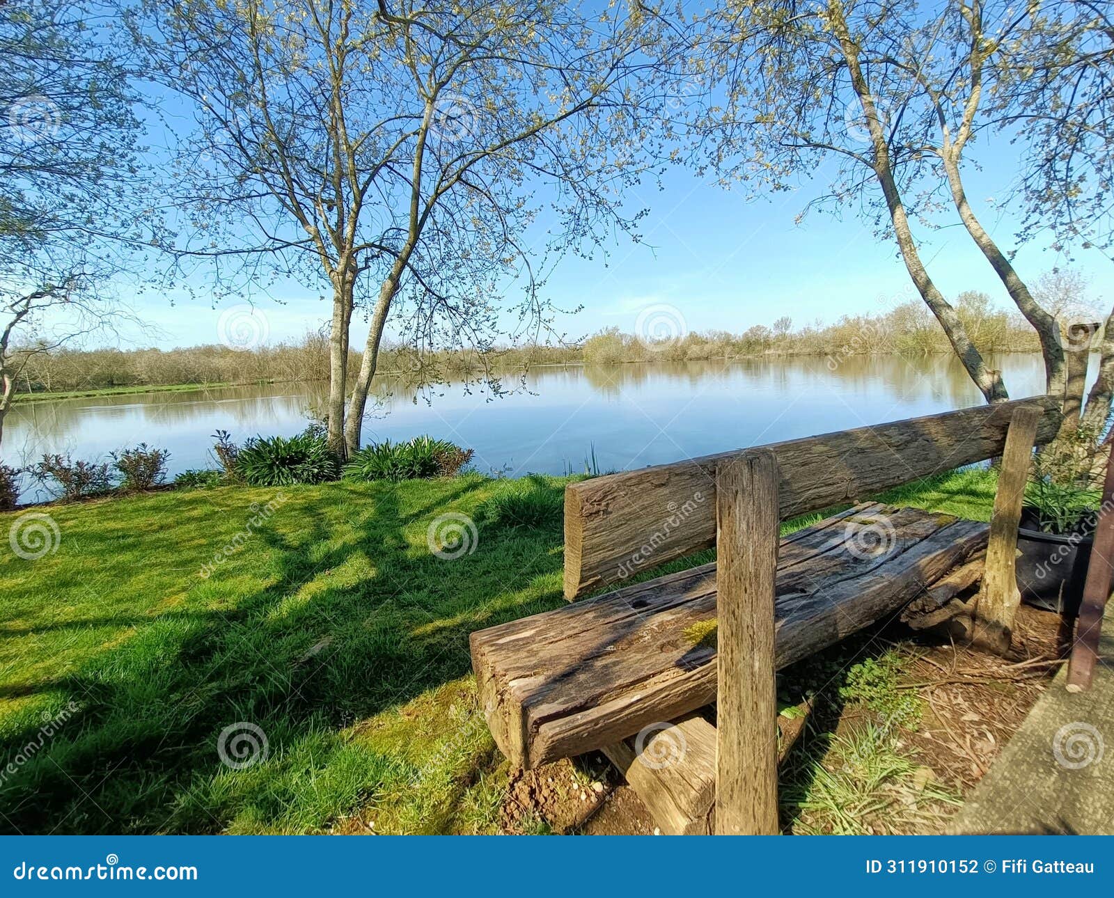 Bench from the Old Dead Tree in the Garden Stock Photo - Image of water ...