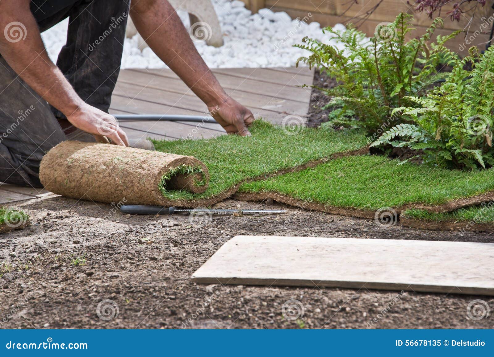 Installing rolls of grass stock image. Image of installing - 56678135