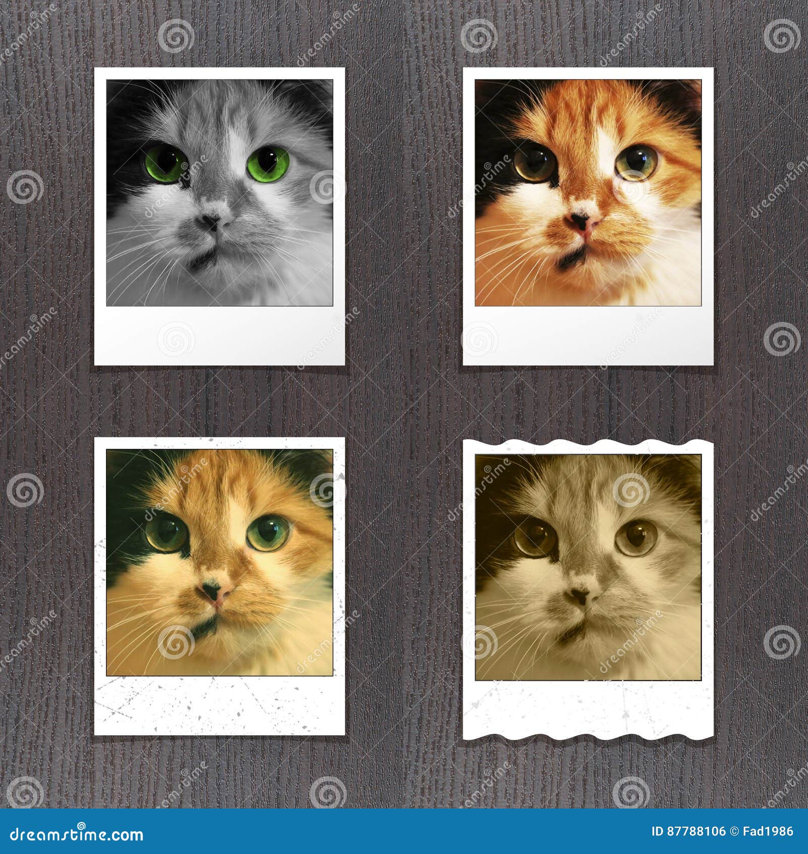 Instant photos with cat stock photo. Image of decorative - 87788106