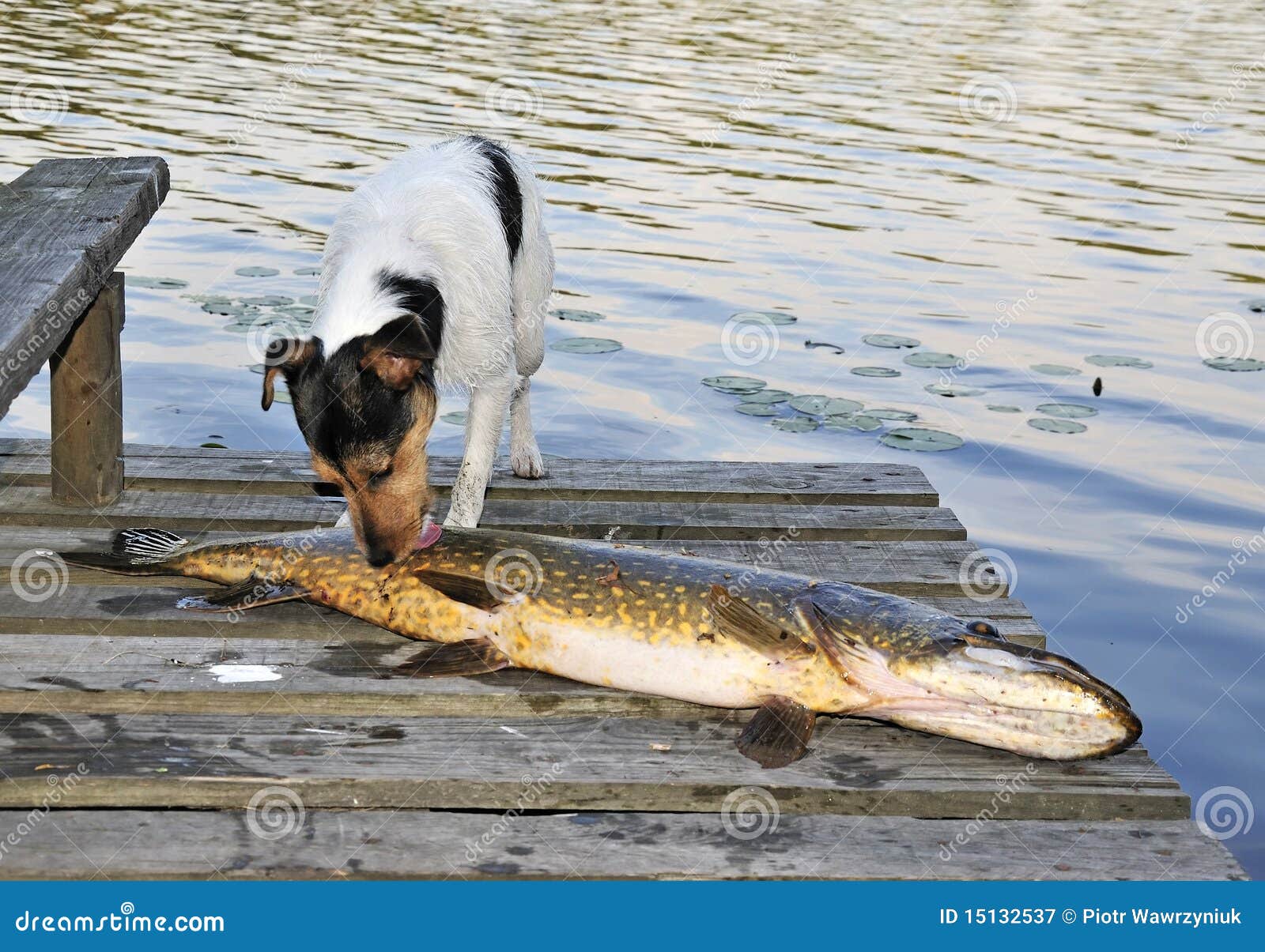 Instinct animal image stock. Image du pêche, léchez, frais - 15132537