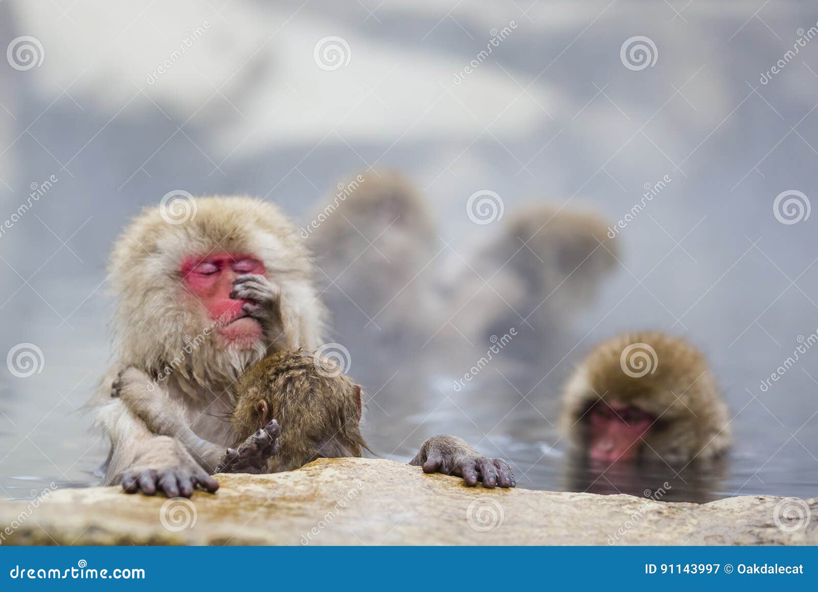 Instinct: Wild Baby Snow Monkey Grooming Practice Stock Image - Image ...