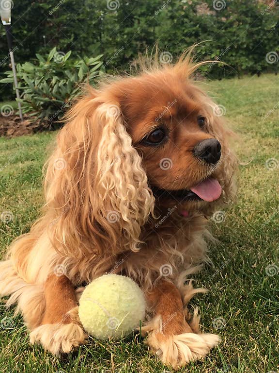 Instincts stock image. Image of cute, cutedog, nature - 50868761