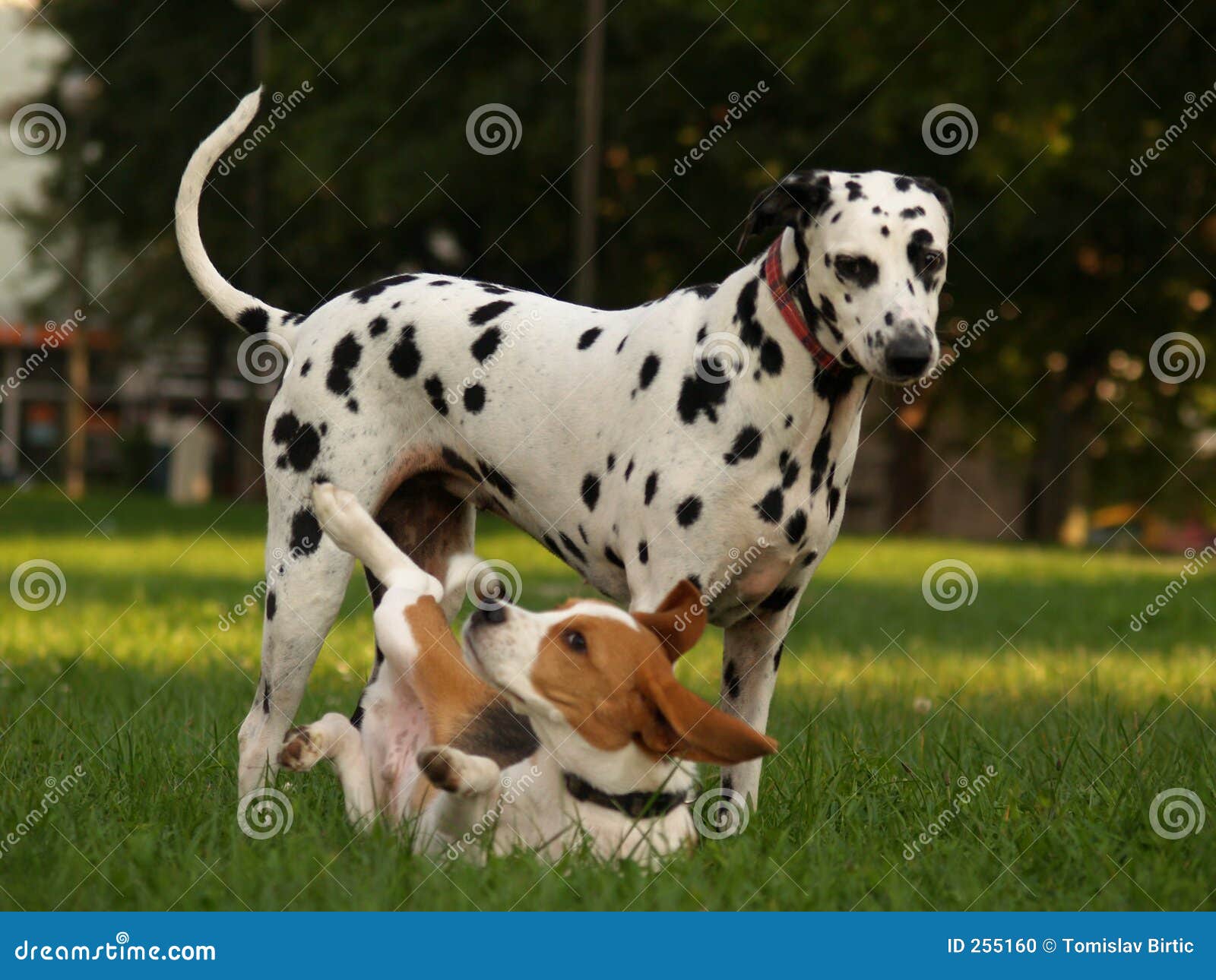 Instinto Maternal/juego Encendido Foto de archivo - Imagen de familia ...