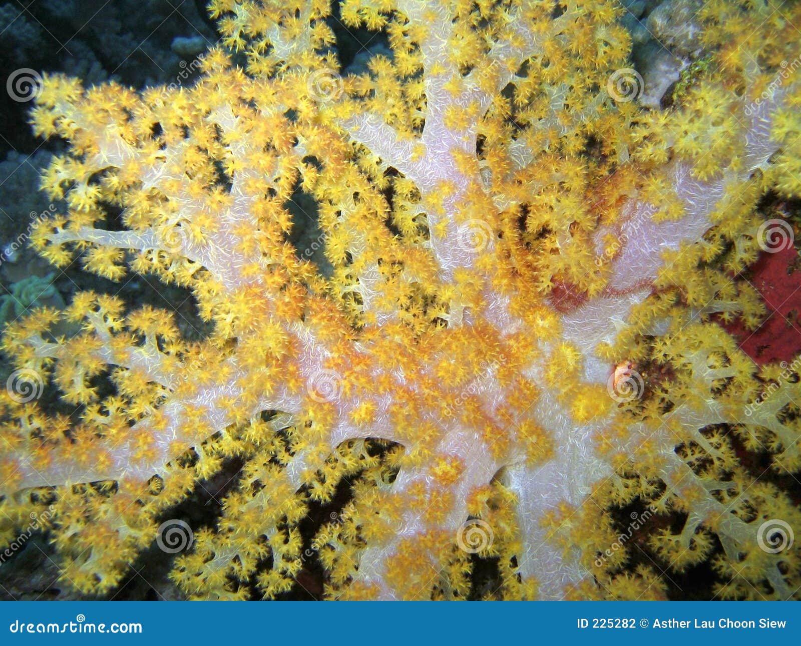 Instruction-macro - Corail Mou Photo stock - Image du aquatique, corail ...