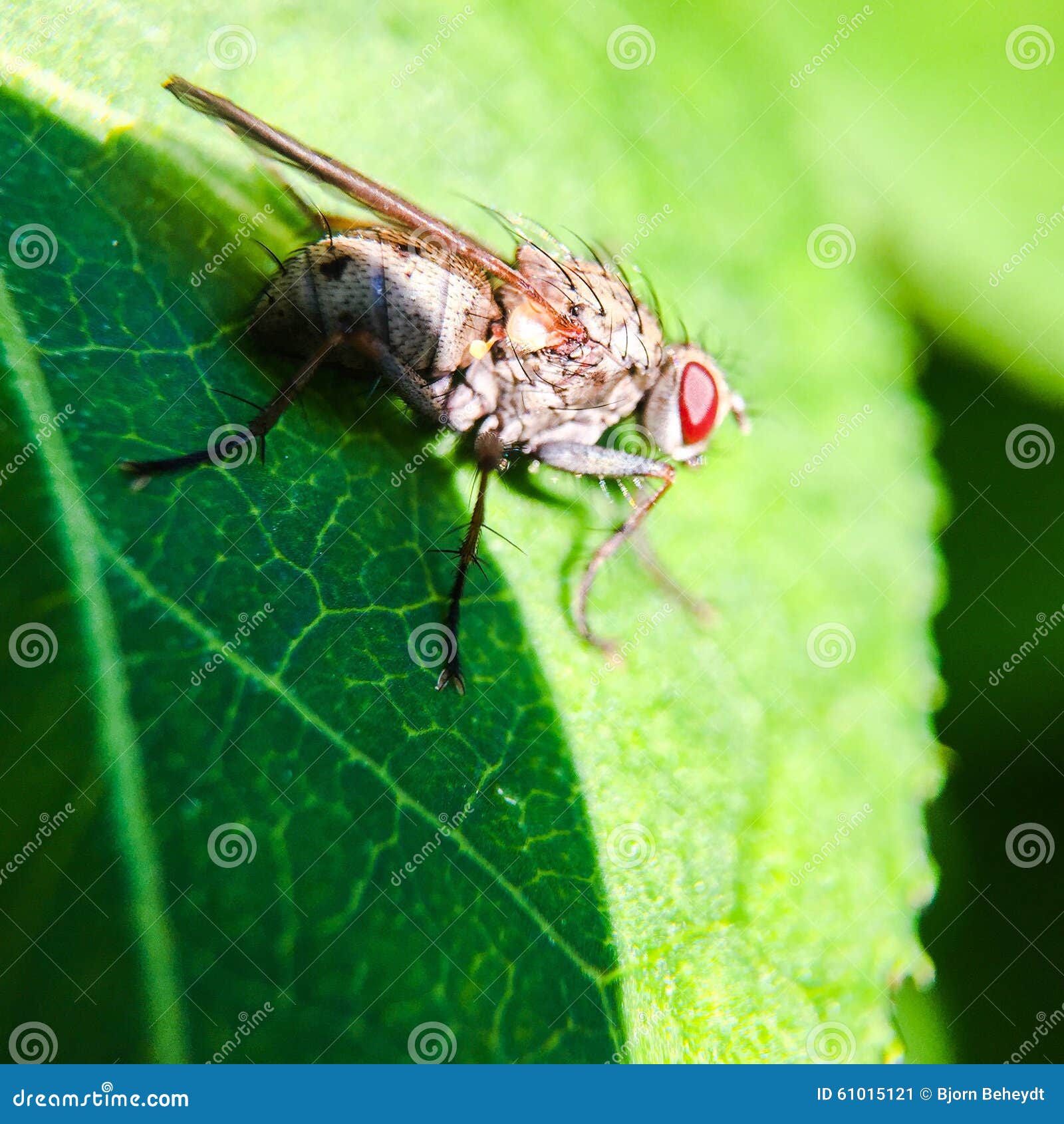 Instruction-macro D'une Mouche Image stock - Image du extérieur, animal ...