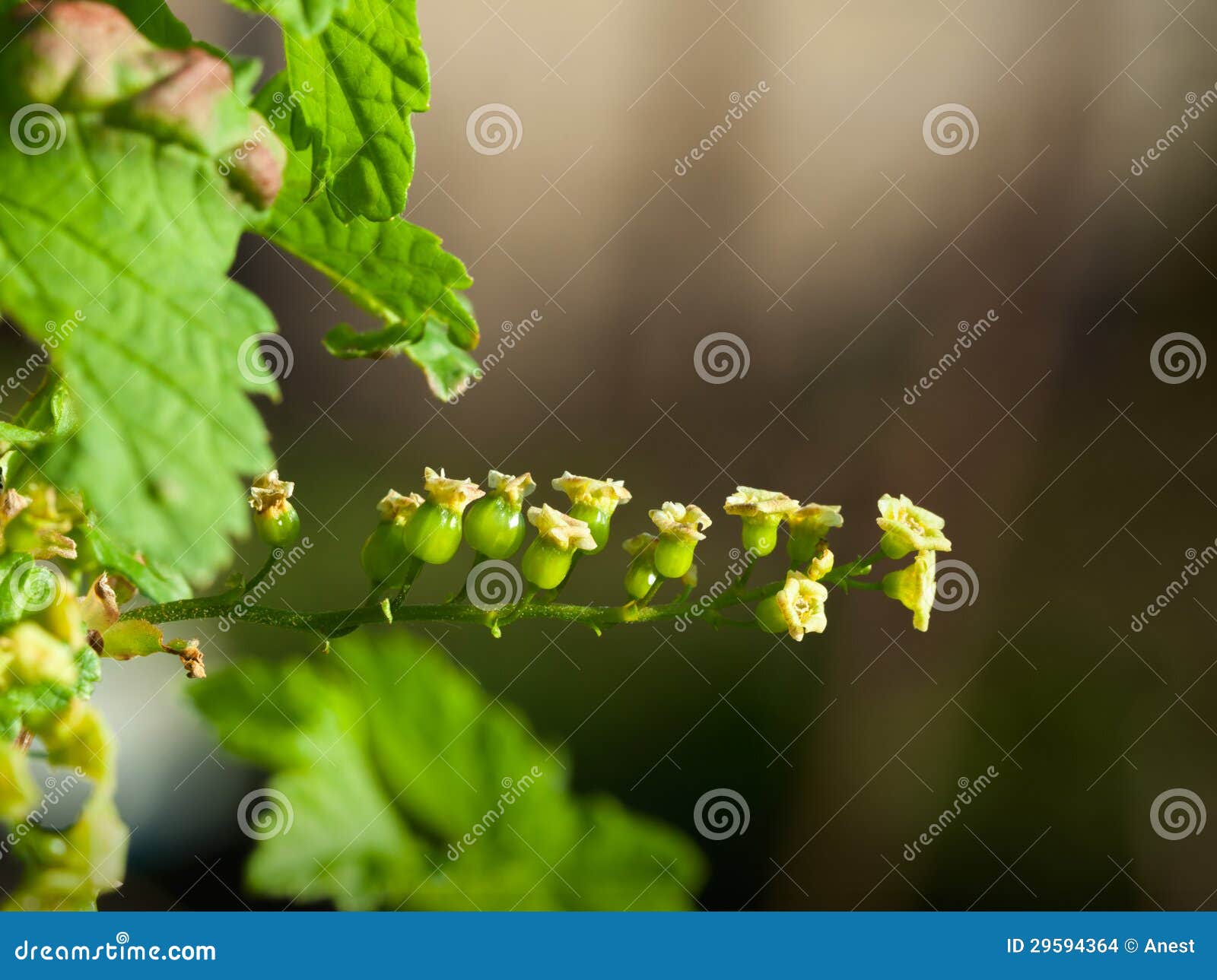 Instruction-macro De Brindille Verte De Groseille Photo stock - Image ...