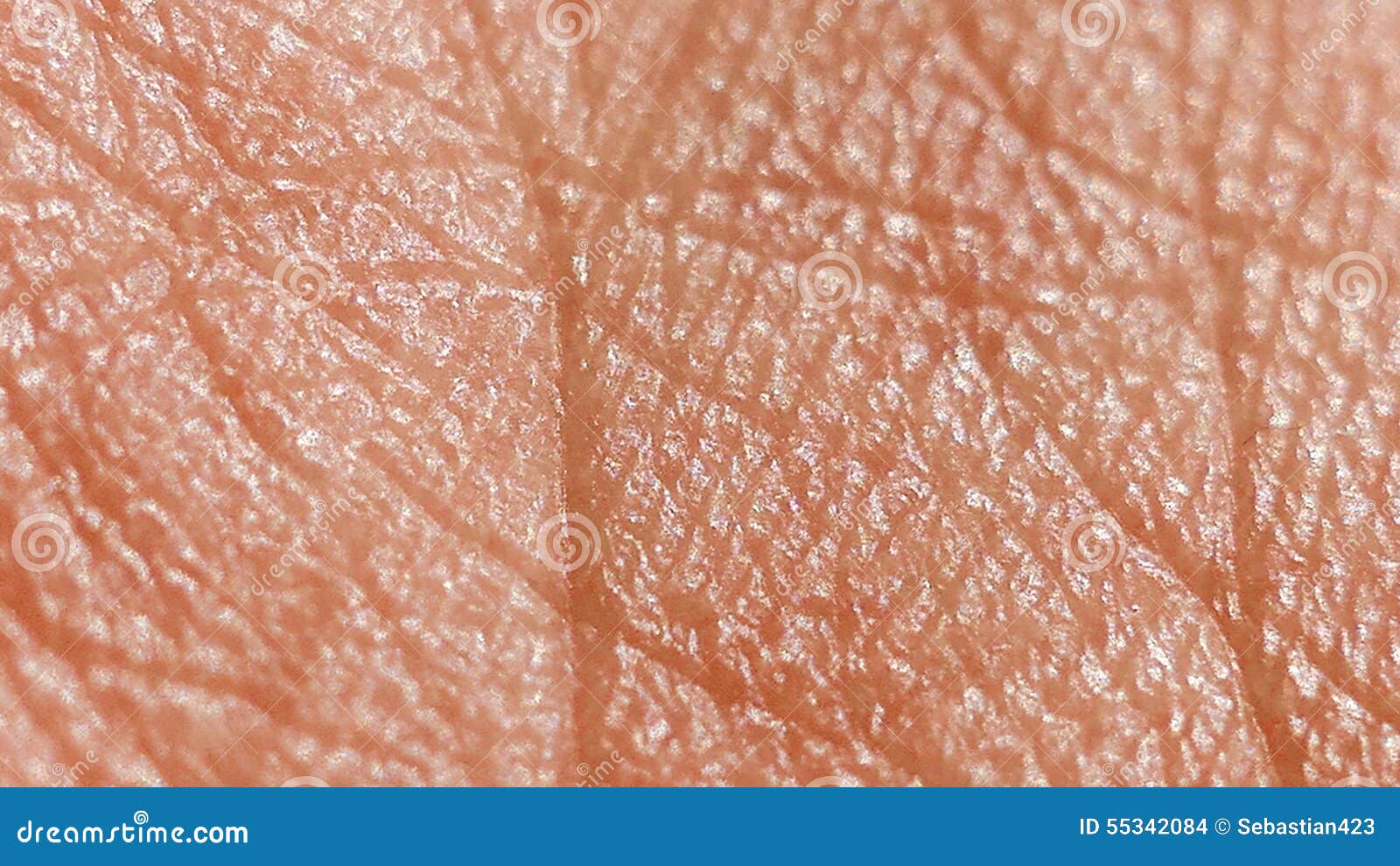 Instruction-macro Humain De Peau Photo stock - Image du humain, peau ...