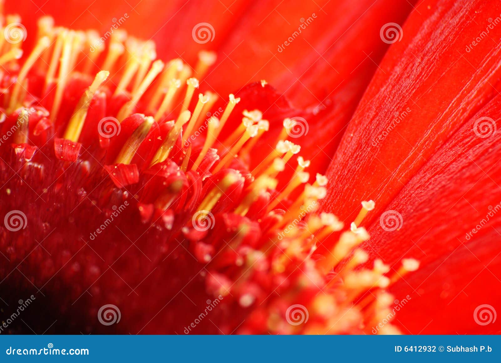 Instruction-macro Rouge De Marguerite Photo stock - Image du marguerite ...