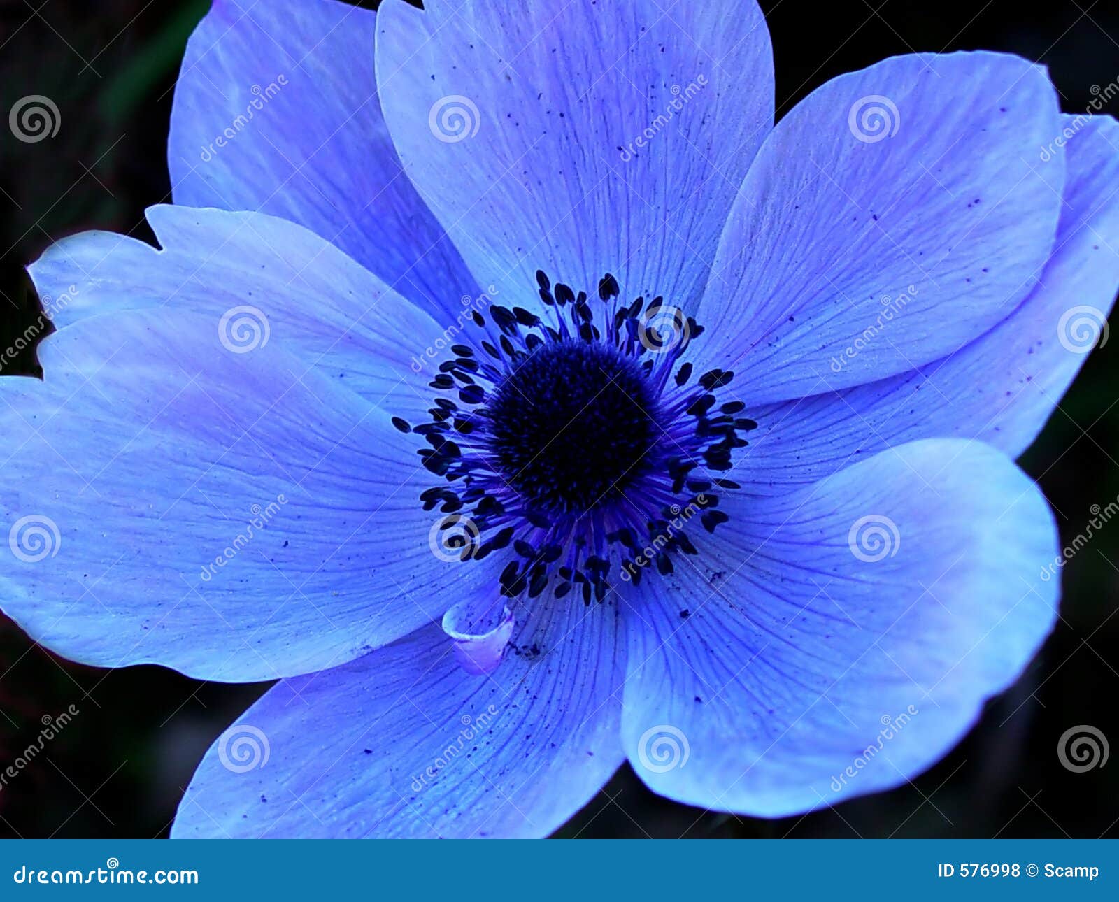 Instruction-macro Simple Bleu De Fleur Photo stock - Image du nature ...