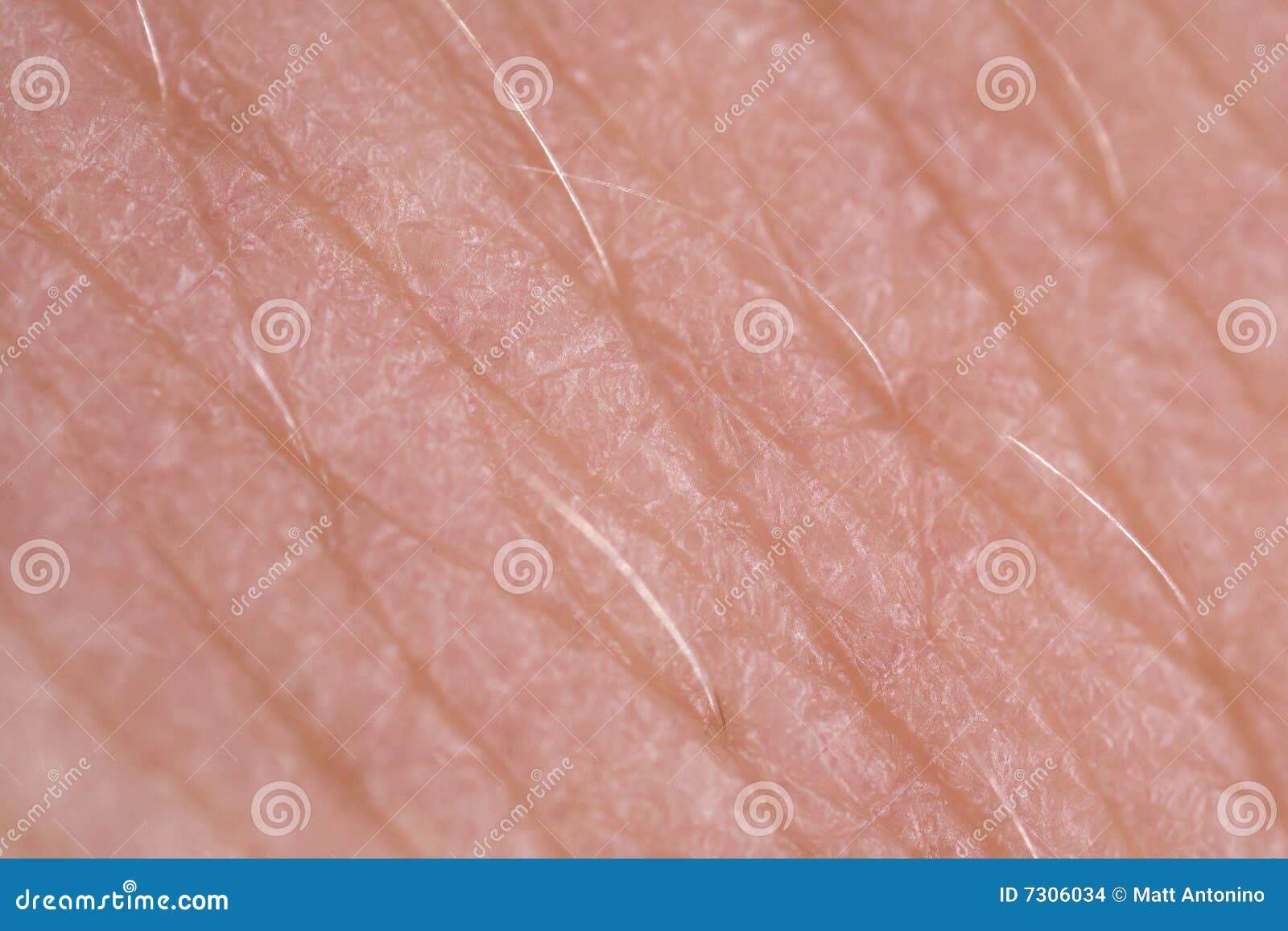 Instruction-macro Superbe De Texture De Peau Photo stock - Image du ...