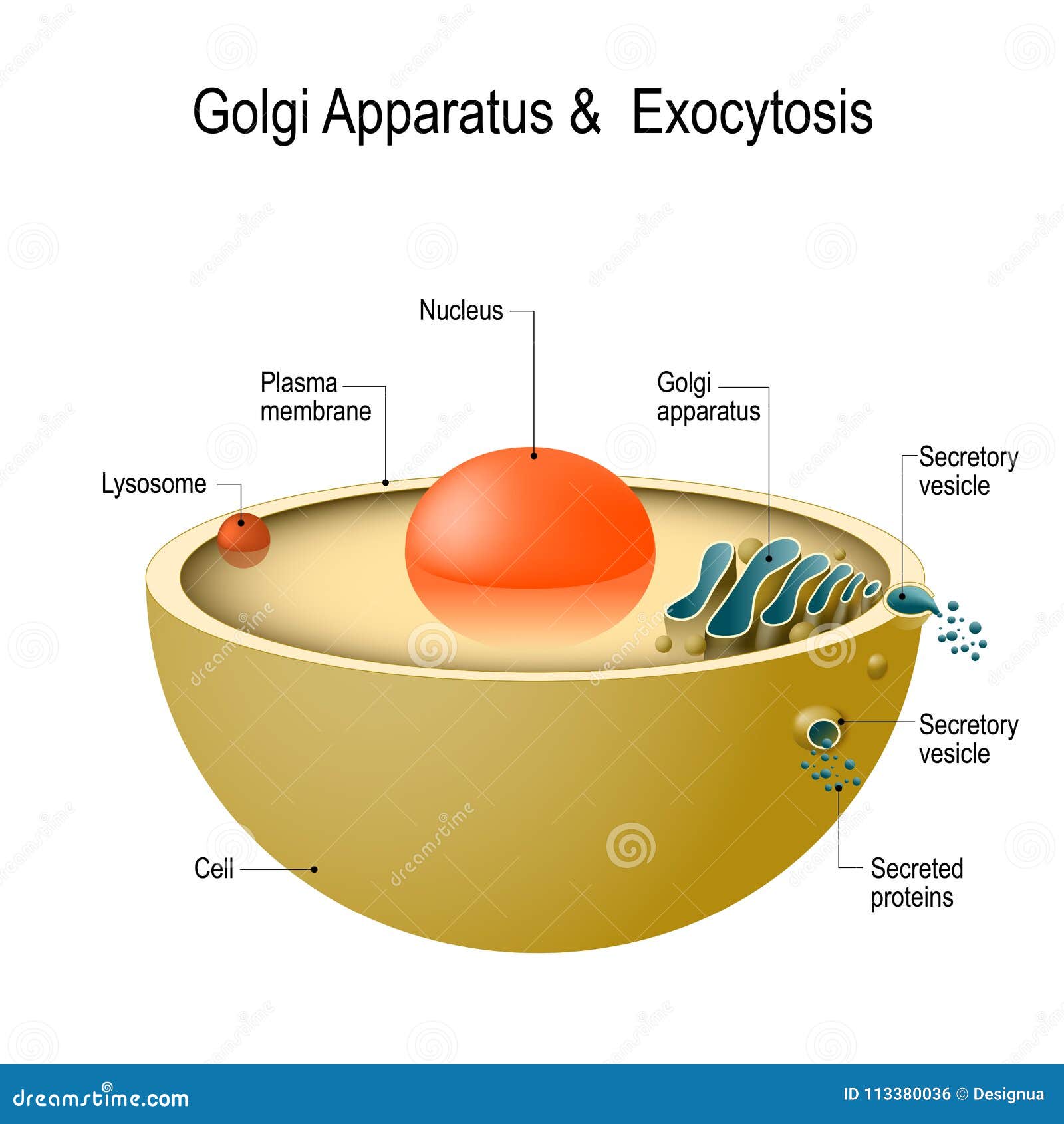 Instrumento E Exocytosis De Golgi Ilustração do Vetor - Ilustração de ...