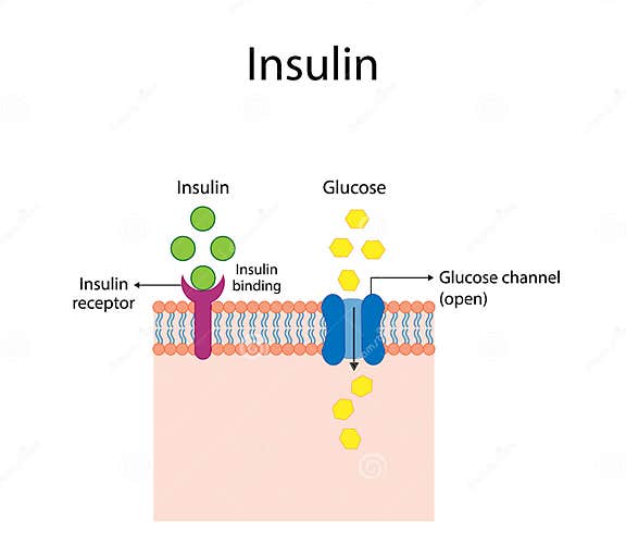 Insulin Mechanism of Action, Regulates Glucose Metabolism and Glucose ...