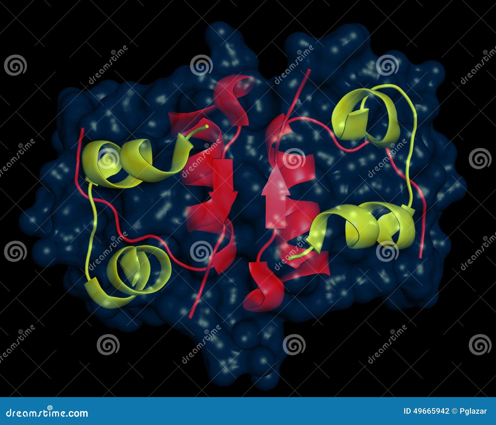 Insulin dimer stock illustration. Illustration of biology - 49665942