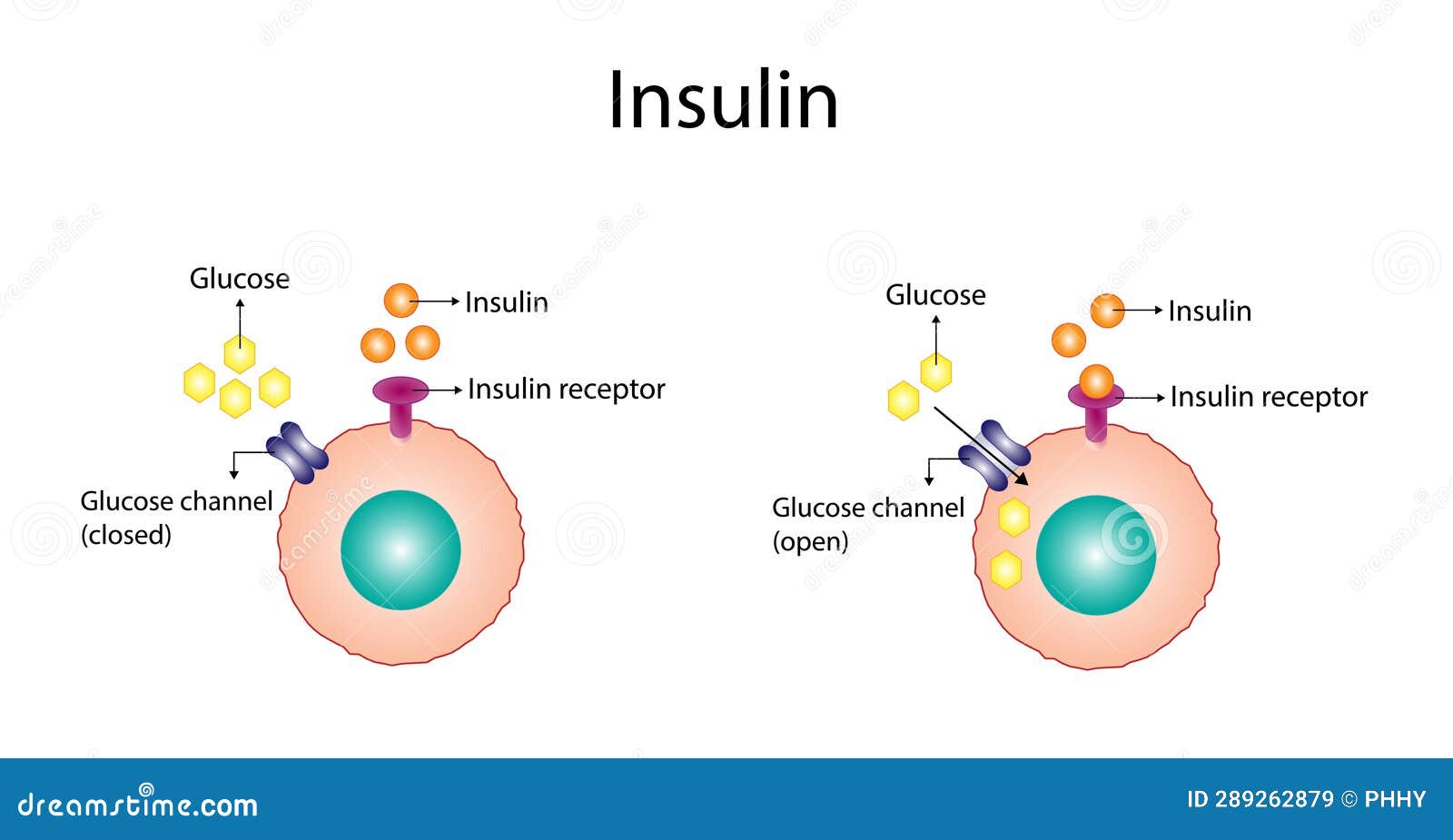 Insulin Mechanism of Action, Regulates Glucose Metabolism and Glucose ... Insulin Mechanism of Action, Regulates Glucose Metabolism and Glucose ...