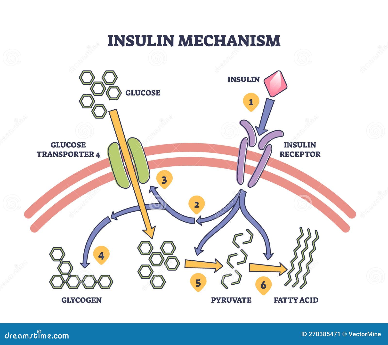 Insulin Mechanism Of Action, Regulates Glucose Metabolism And Glucose ... Insulin Mechanism Of Action, Regulates Glucose Metabolism And Glucose ...