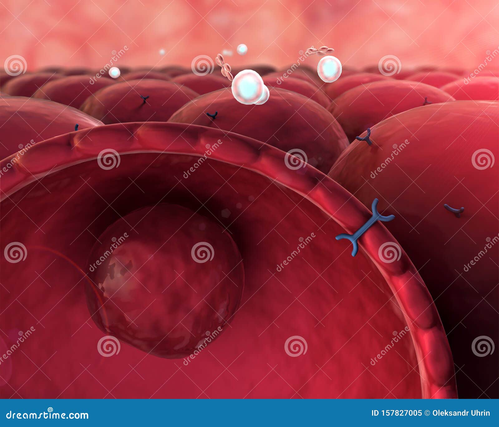 Insulin And Glucose Release Regulation Educational Scheme Outline ...
