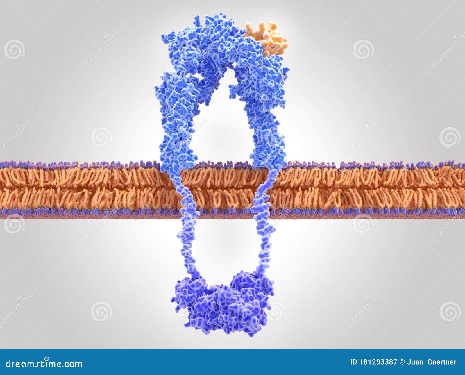 Insulin Receptor Activated by Insulin Binding Stock Illustration ...