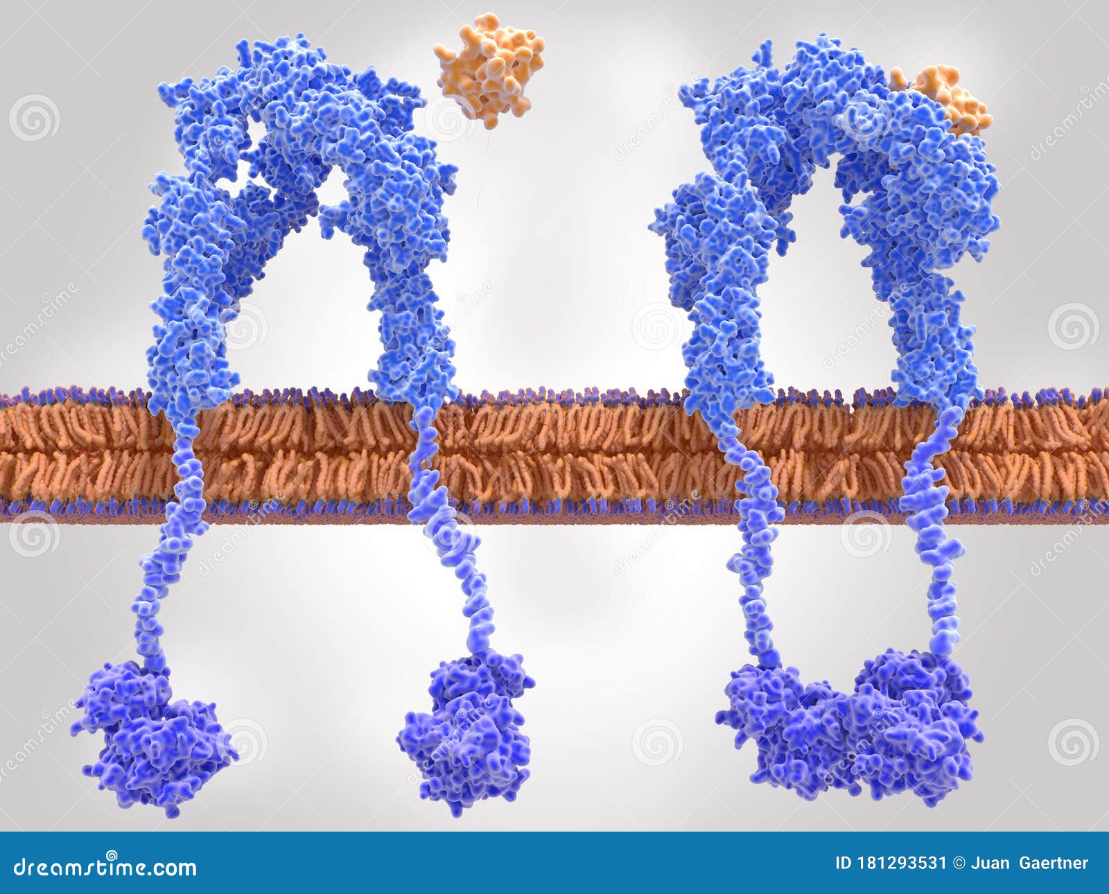 Insulin Receptor Inactivated Left and Activated Right after Stock ...