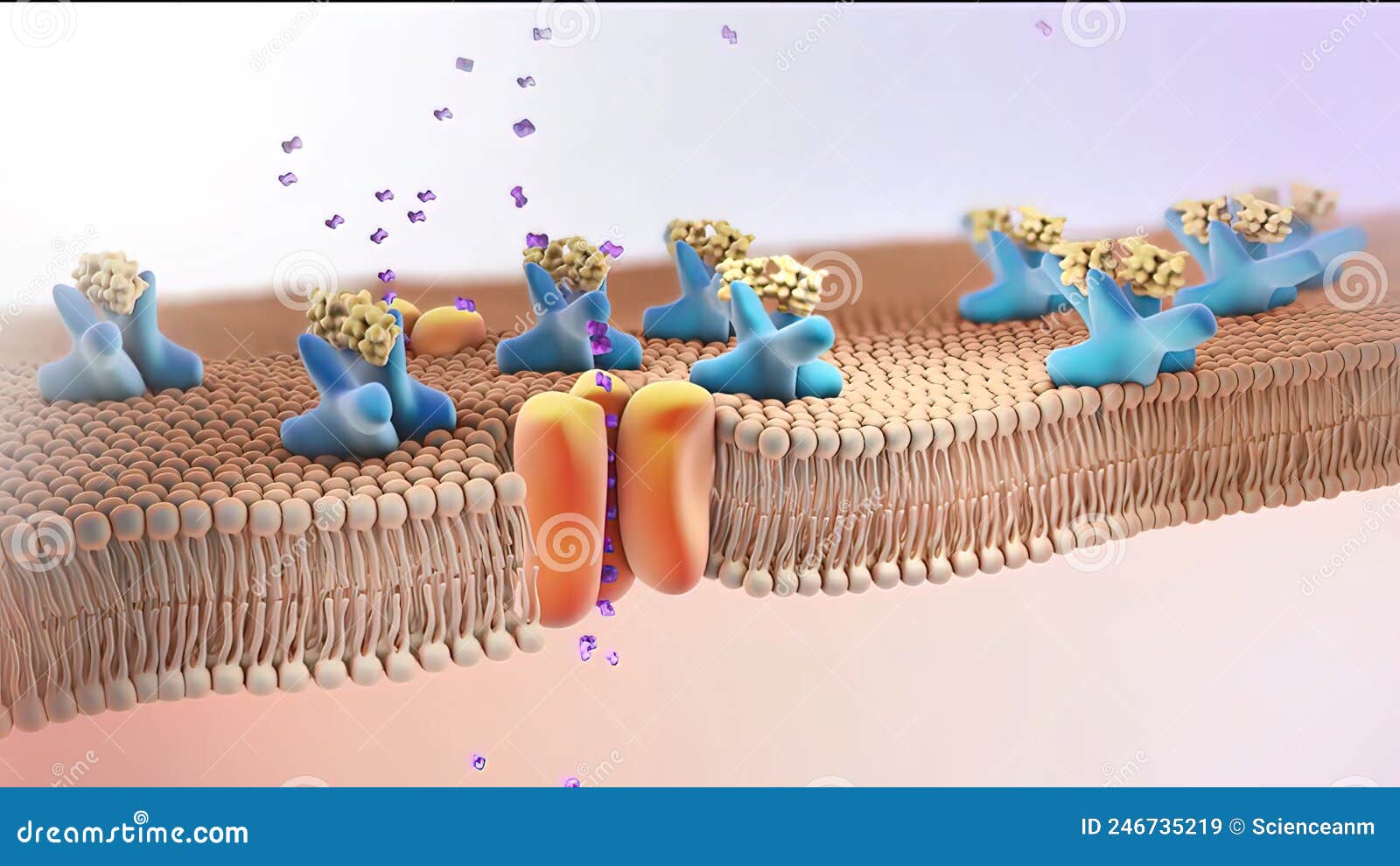 Insulin Receptors 3d Illustration Stock Illustration - Illustration of ...