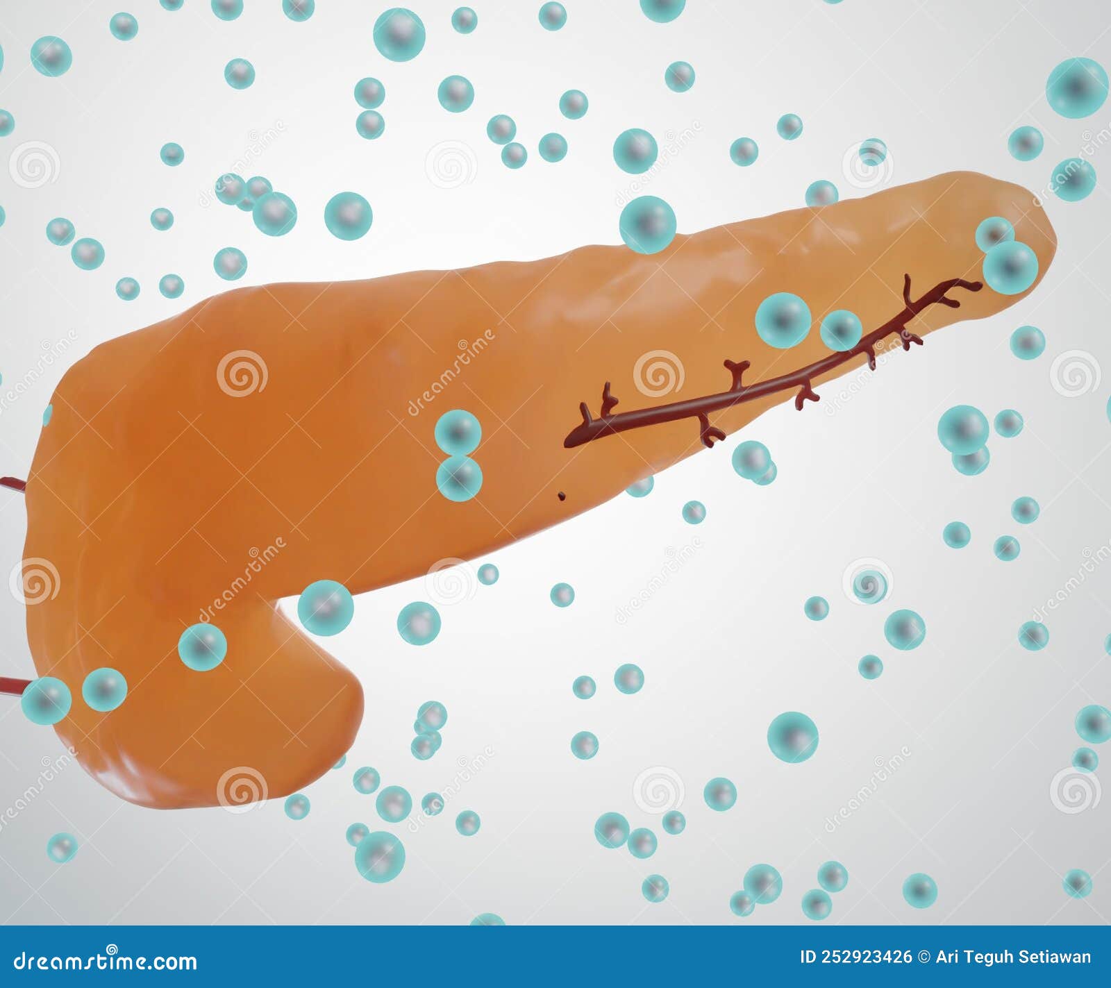Insulin Release From Pancreas Organ Stock Photography | CartoonDealer ...