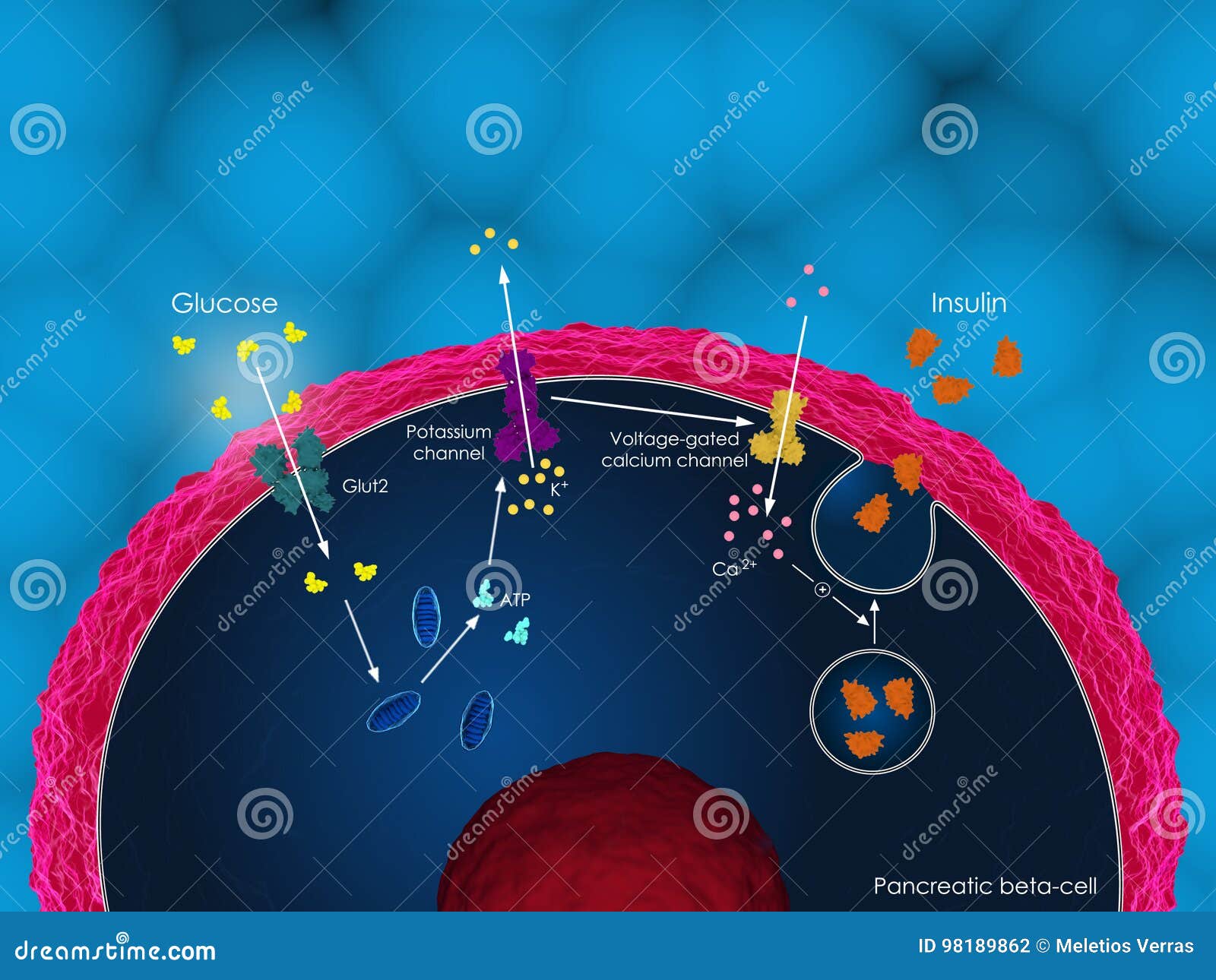Insulin Secretion Vector Illustration. Biological Pancreas Function ...