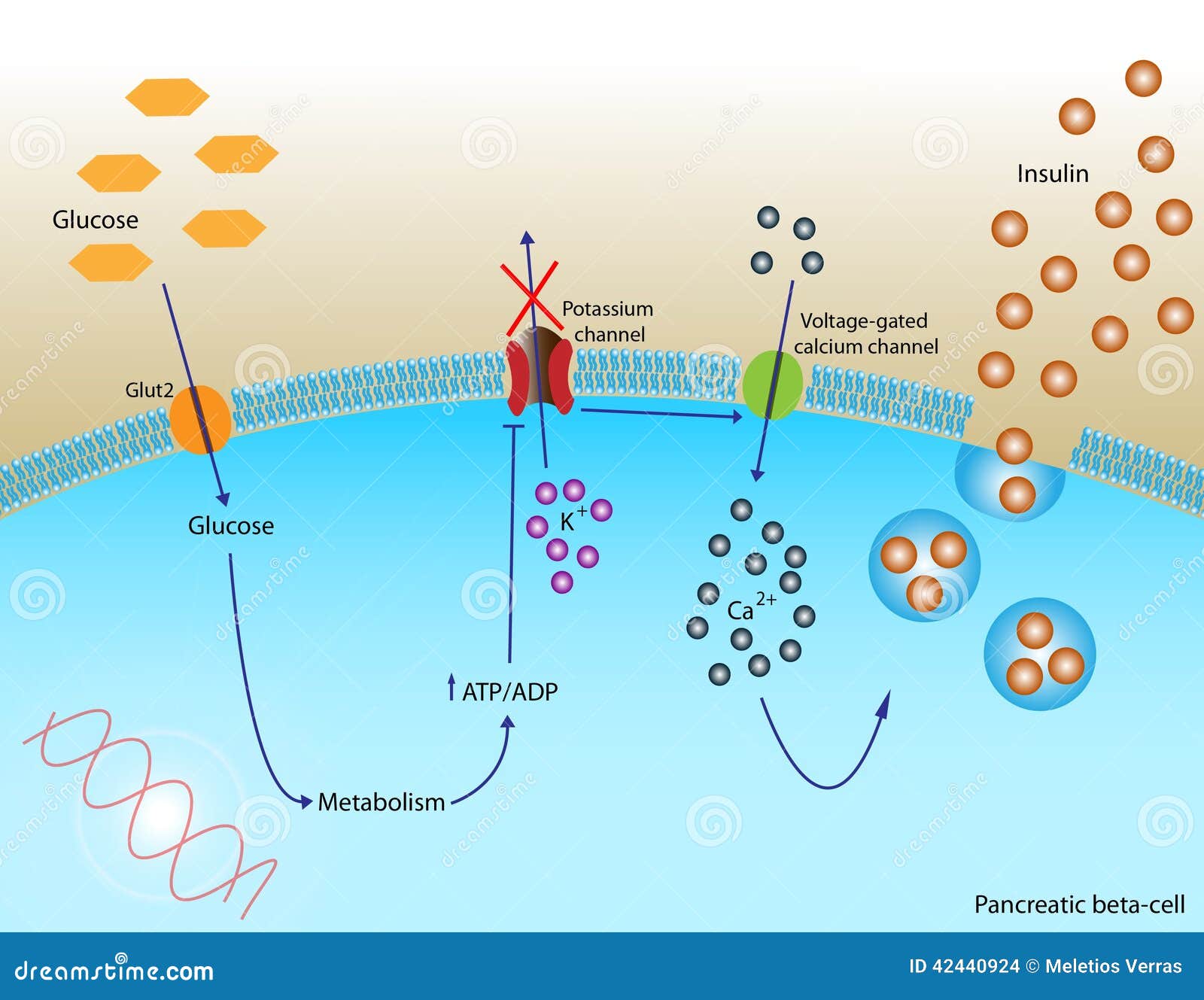 Insulin secretion stock illustration. Illustration of pathway - 42440924 Insulin secretion stock illustration. Illustration of pathway - 42440924