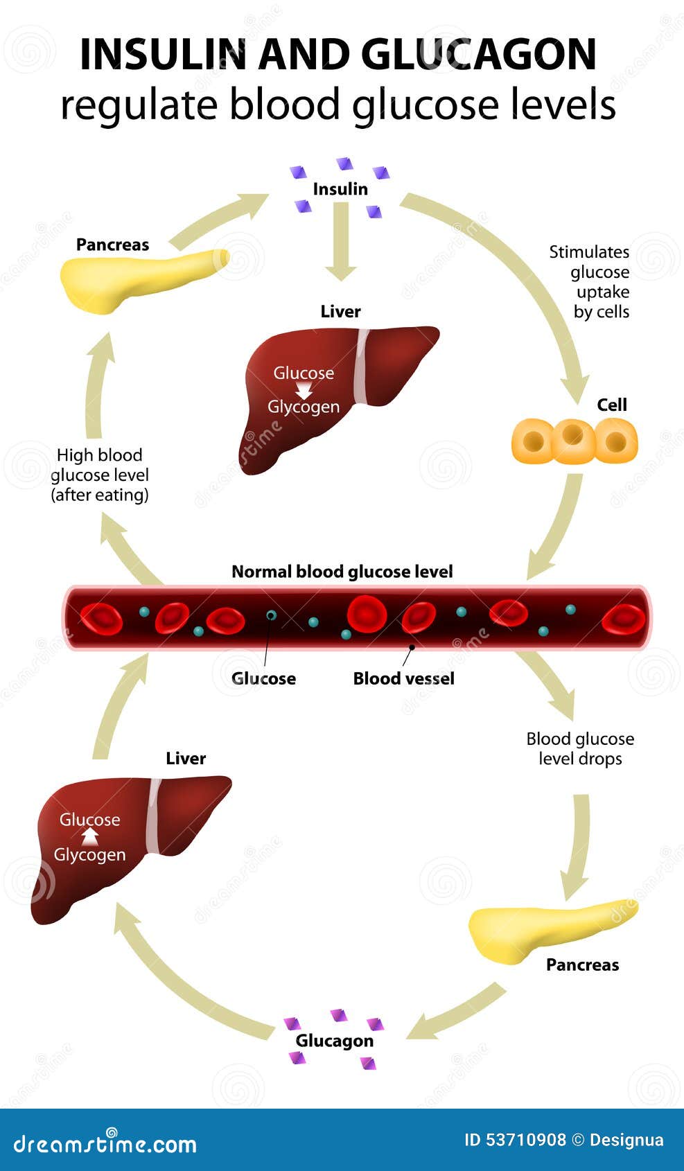 Insulina y glucagón ilustración del vector. Ilustración de durante ...