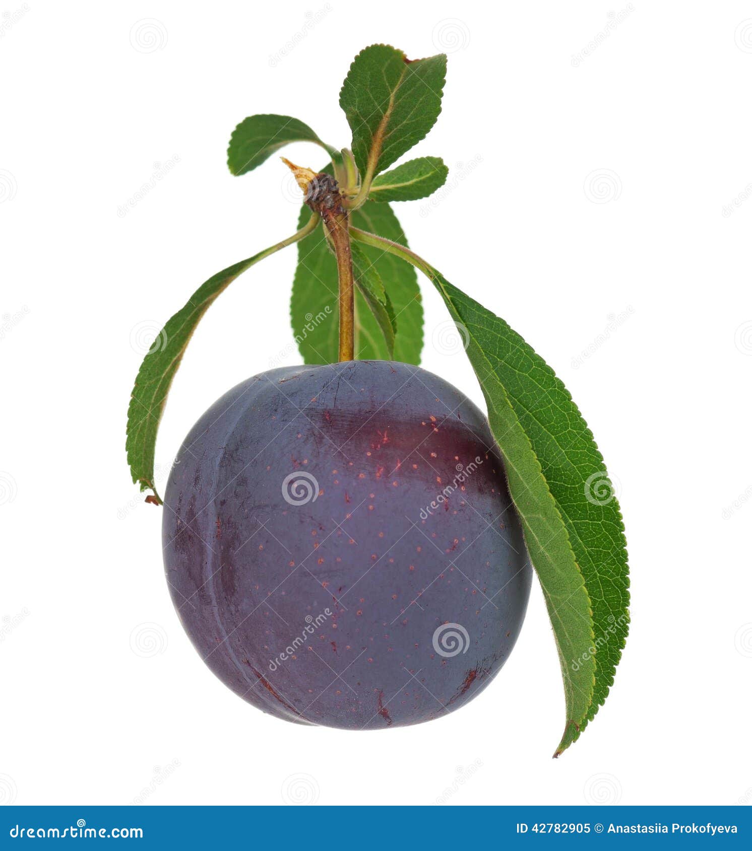 Intacte pruim stock afbeelding. Image of purper, intact - 42782905