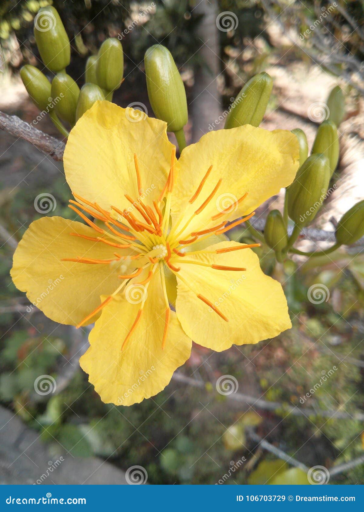 Integerrima del Ochna imagen de archivo. Imagen de llamado - 106703729