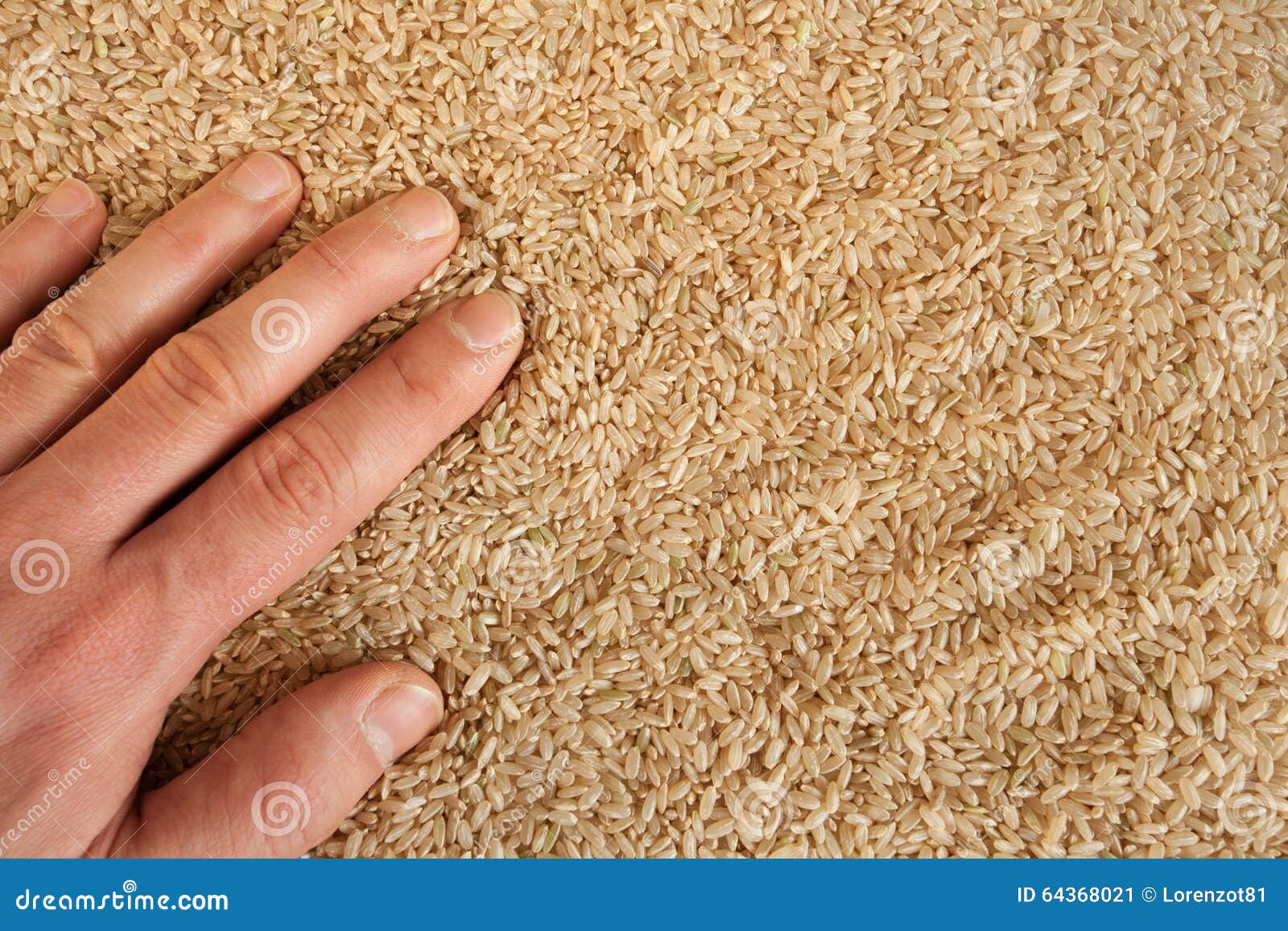 Integral Uncooked Brown Rice with Left Hand Stock Image - Image of ...