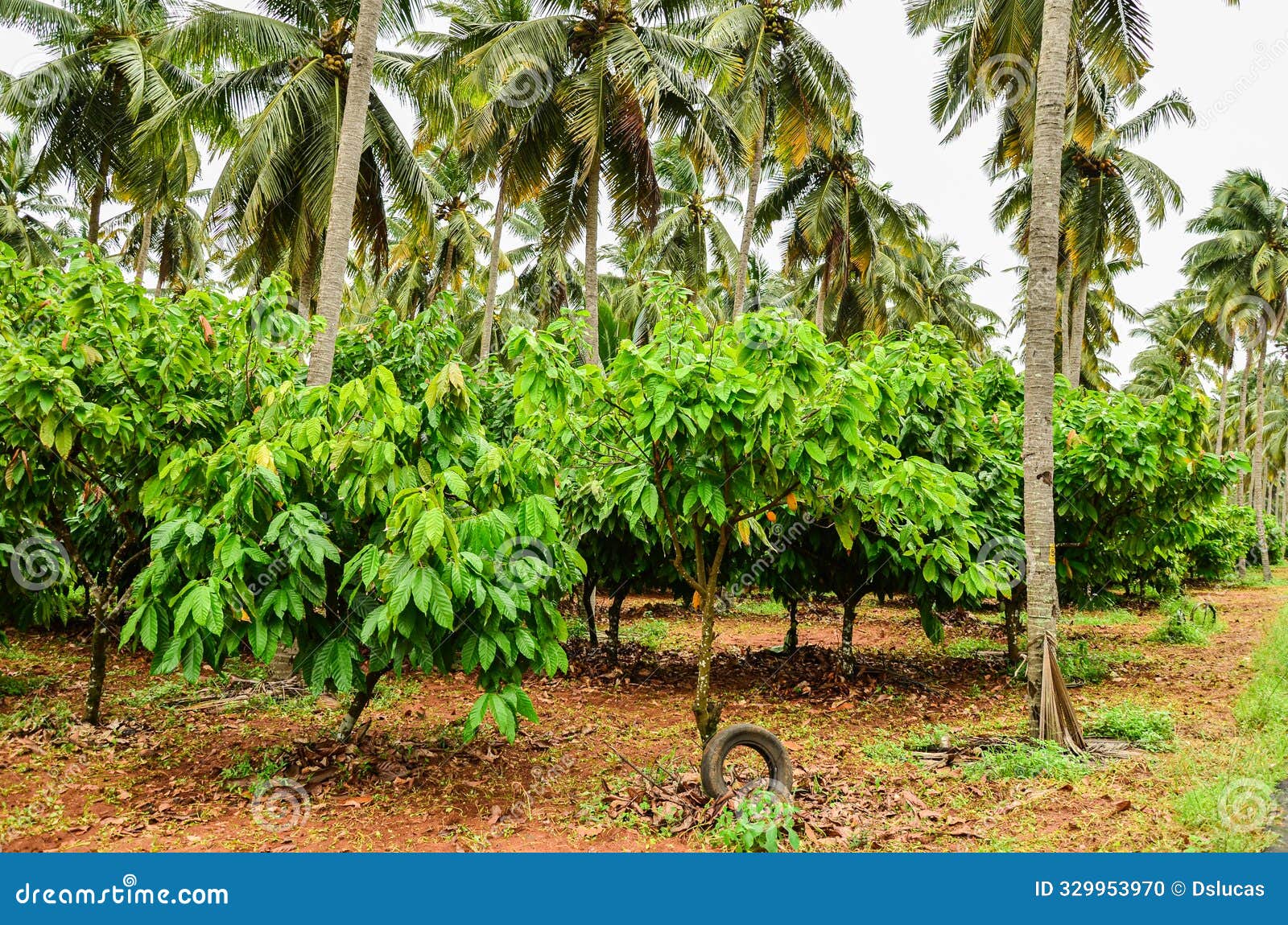 This Is An Intercropping Farming Technique Between Cassava And Corn ...