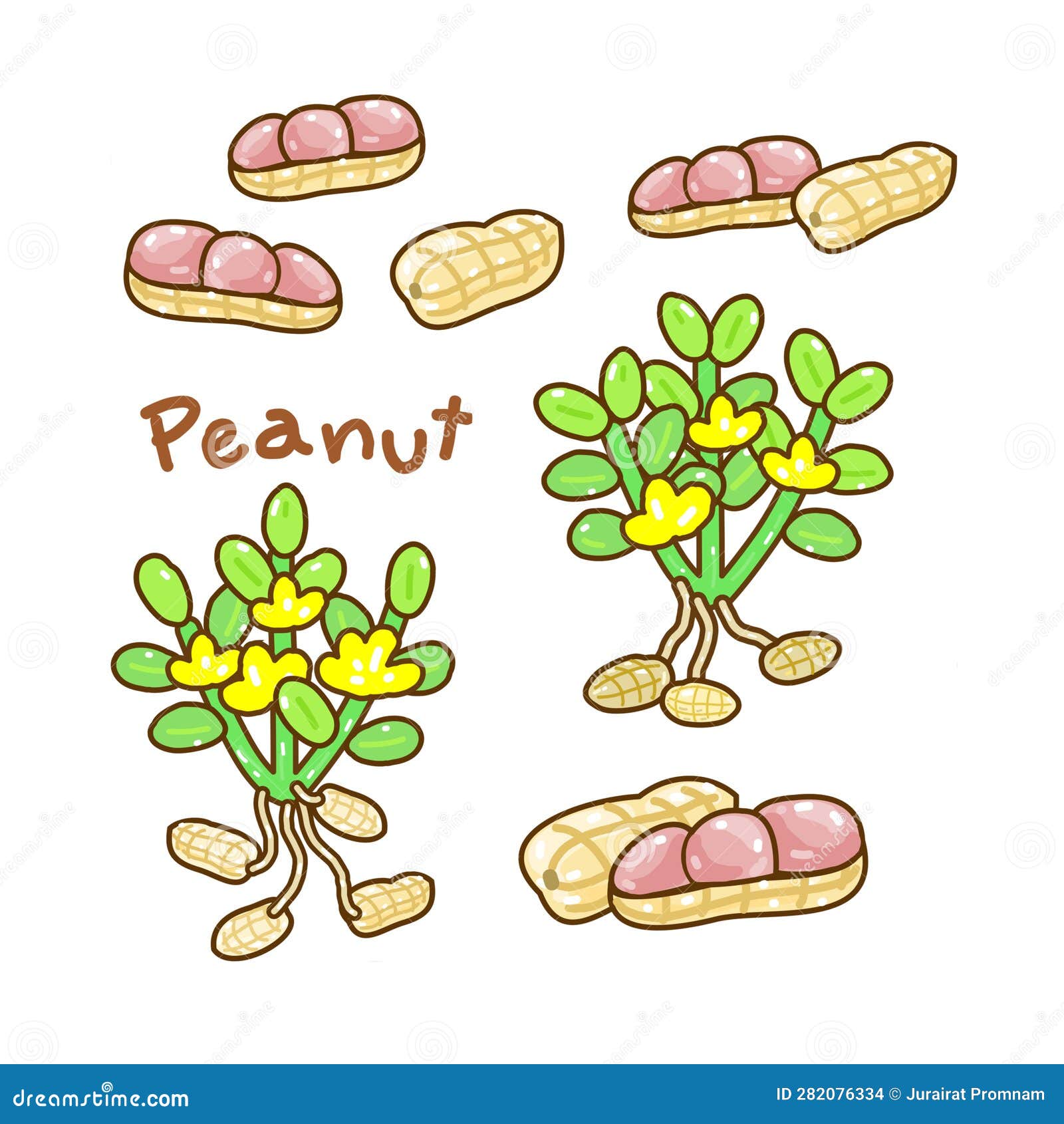 Set Peanut Tree on Background. Stock Illustration - Illustration of ...