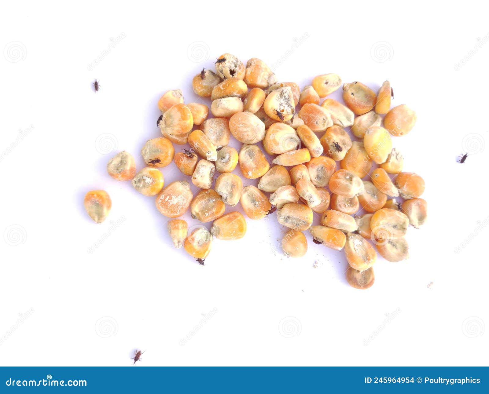 Insects of Corn, Corn Insect Pests, Insect Control in Stored Corn Stock ...