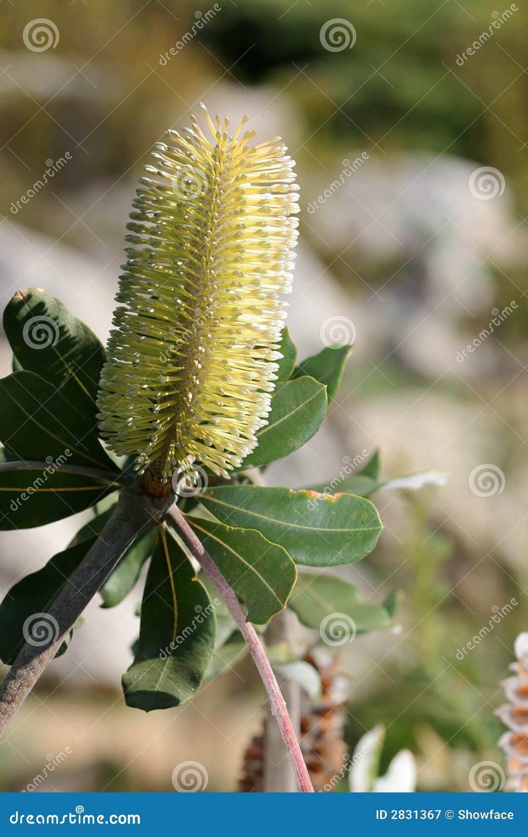 Integrifolia de Banksia image stock. Image du buisson - 2831367