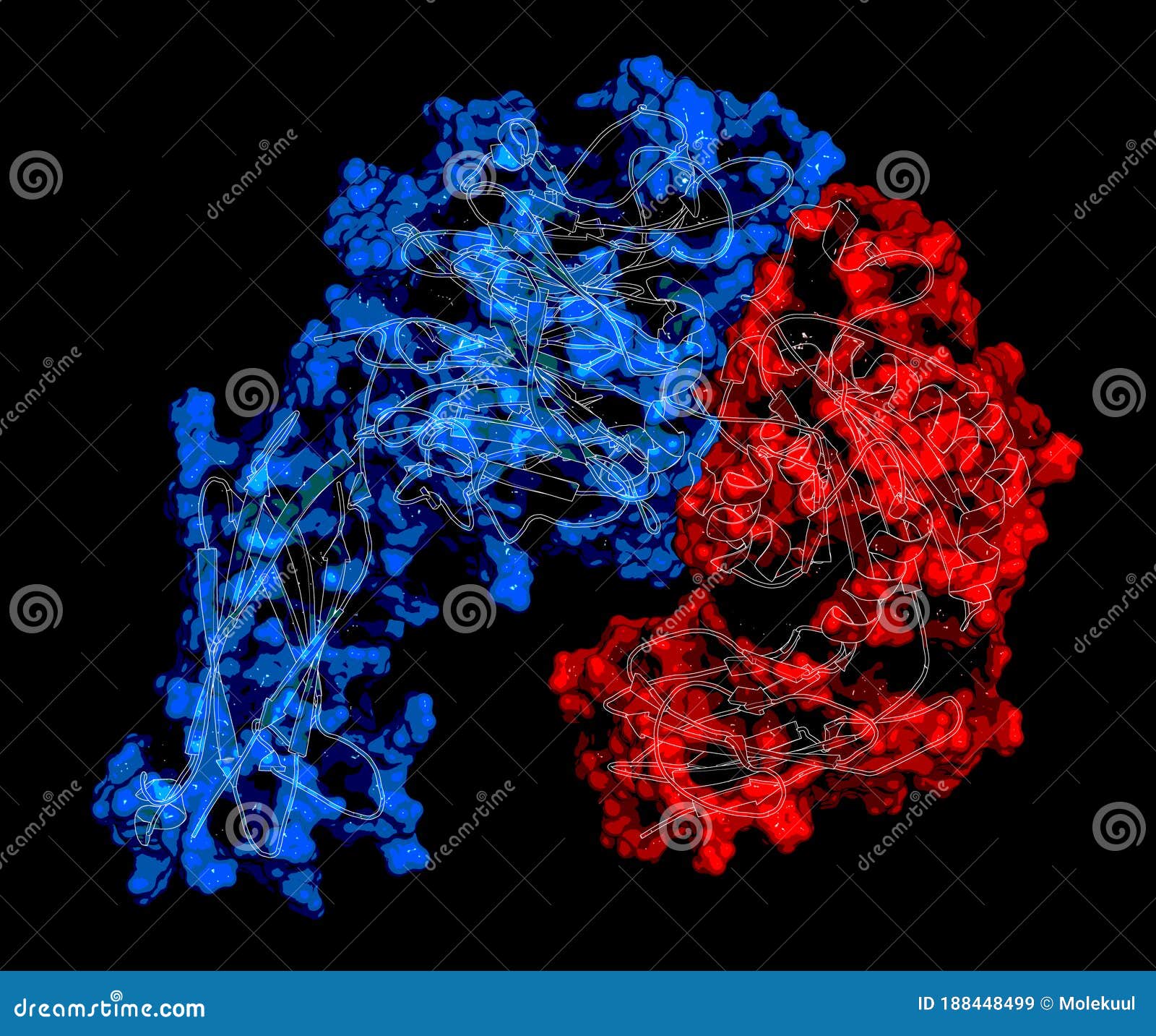 Integrin Alpha-4 Beta 7 (a4b7, Headpiece). Cell Surface Protein Complex ...