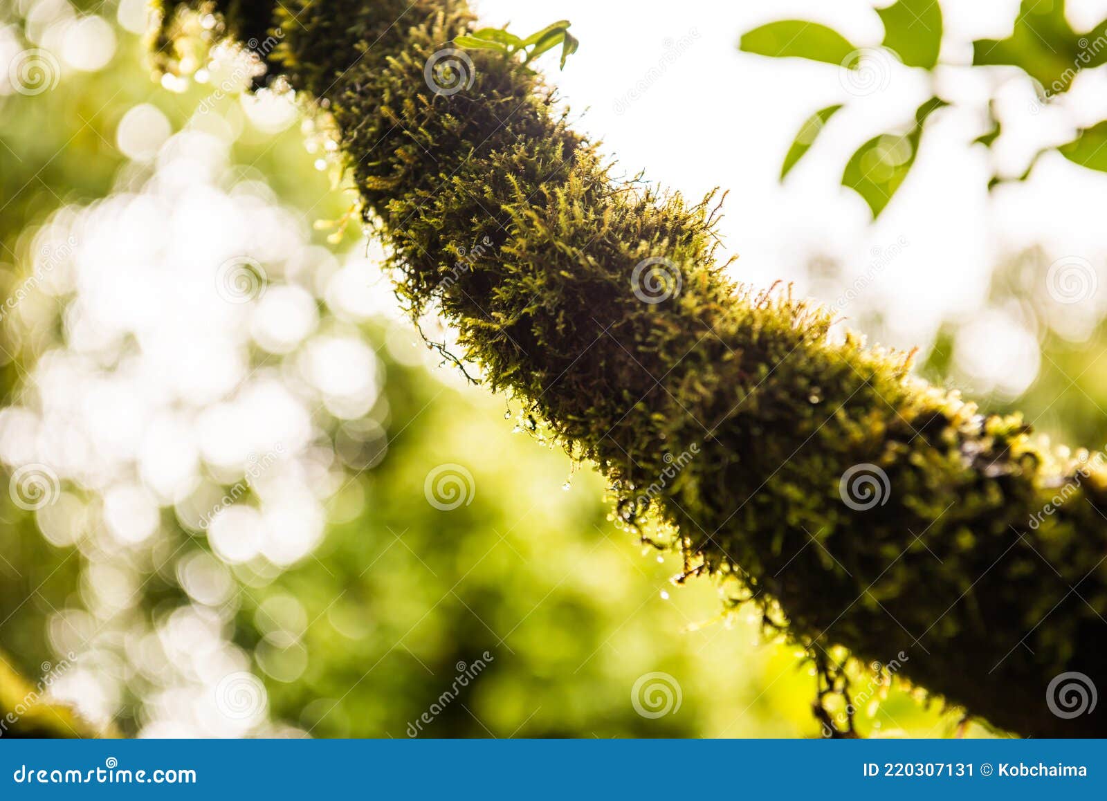 Integrity of Tree in Doi Inthanon National Park Stock Image - Image of ...