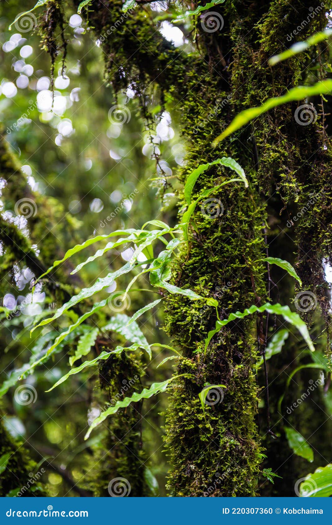 Integrity of Tree in Doi Inthanon National Park Stock Photo - Image of ...