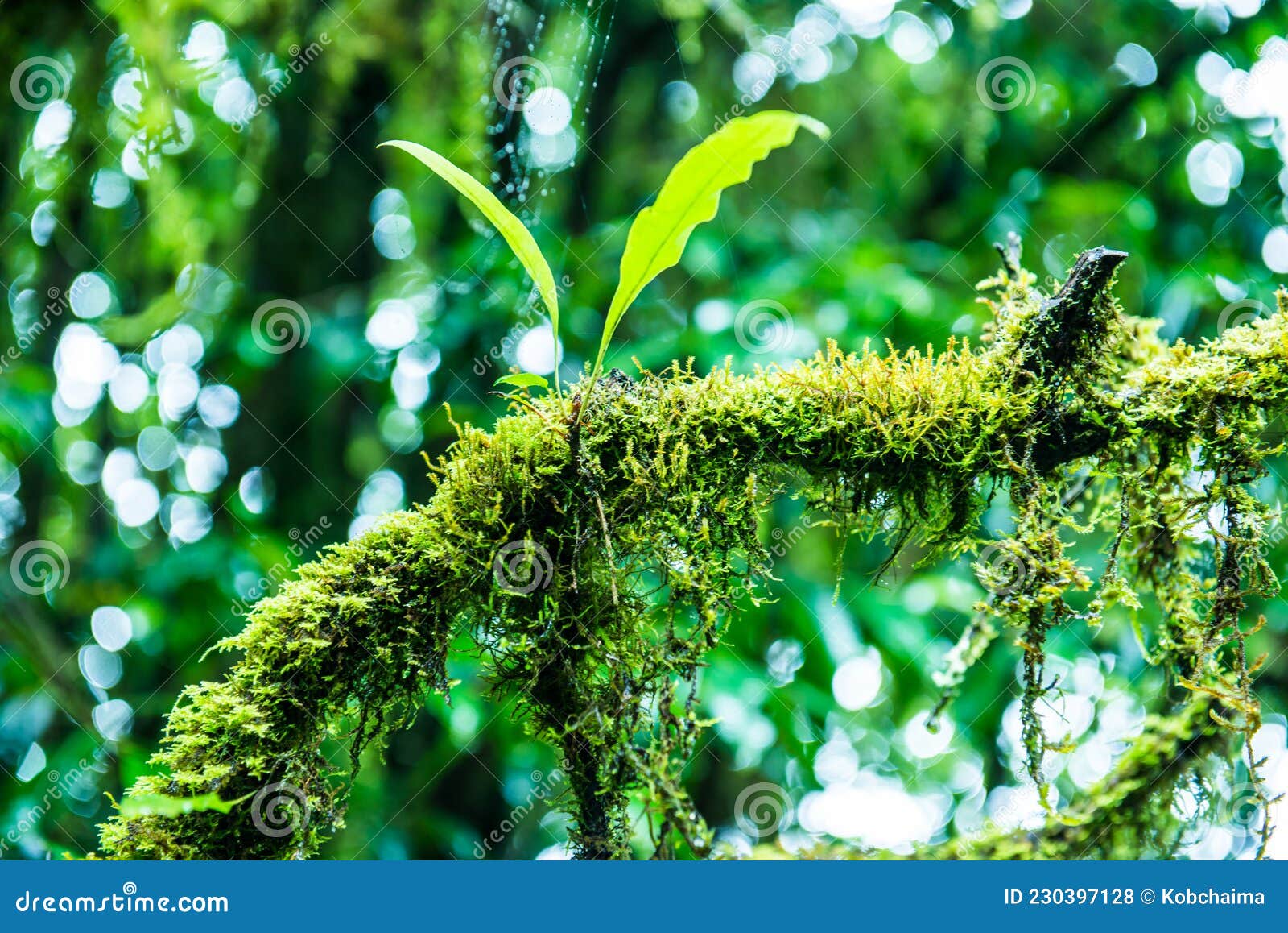 Integrity of Tree in Doi Inthanon National Park Stock Photo - Image of ...