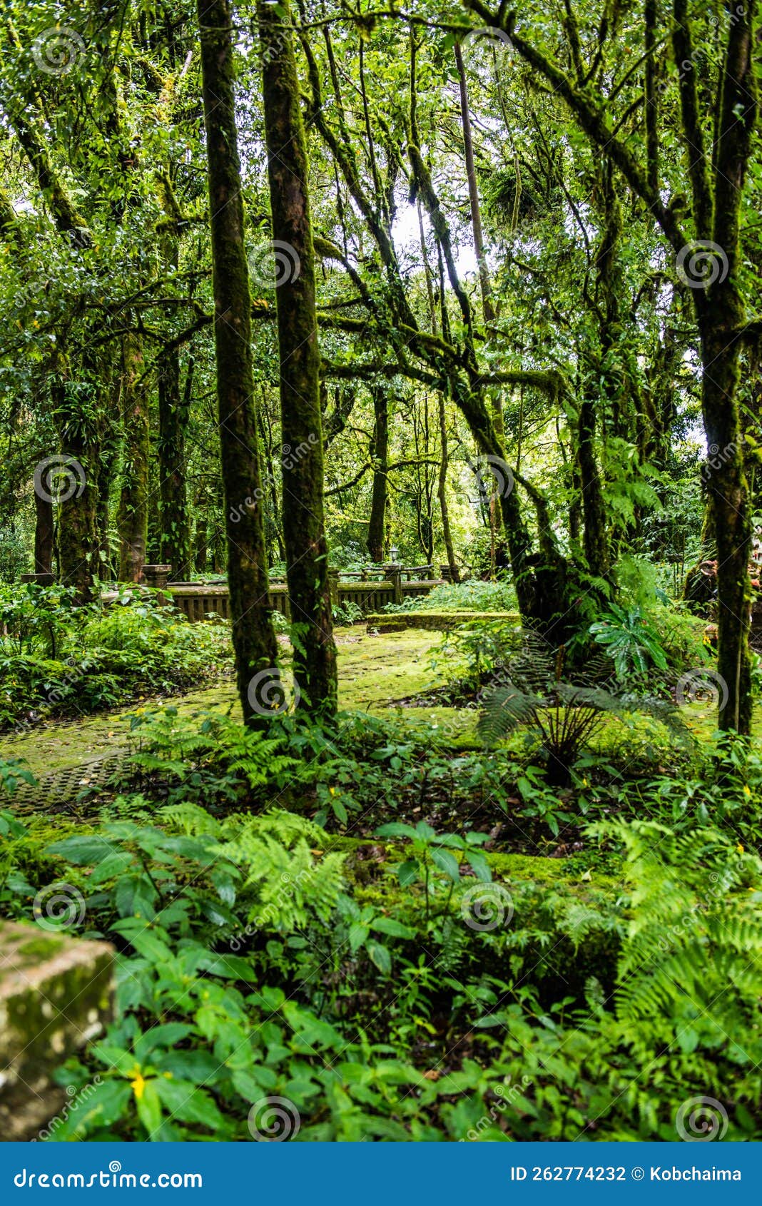 Integrity of Tree in Doi Inthanon National Park Stock Photo - Image of ...