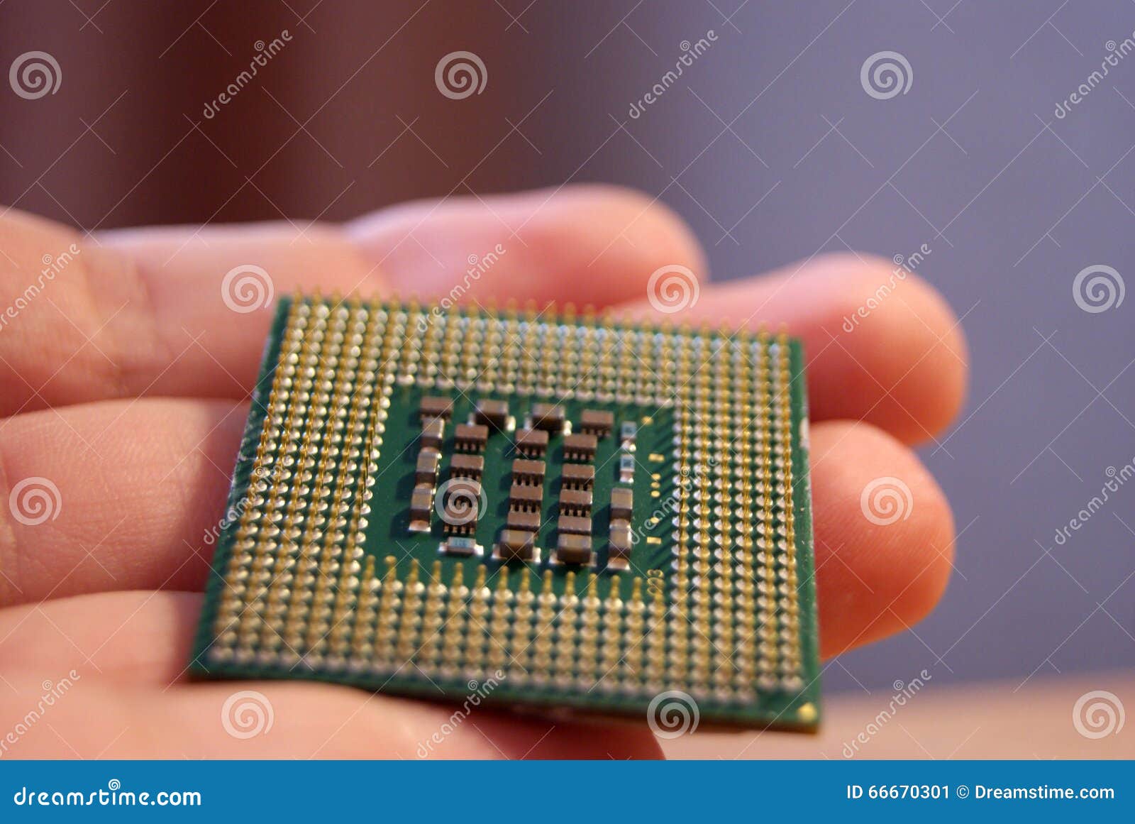Intel CPU on Hand,Pentium 4 Stock Image - Image of macro, pentium: 66670301