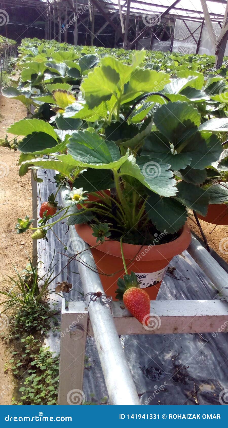 Fruiter Pickup Stock Photos - Free & Royalty-Free Stock Photos from ...