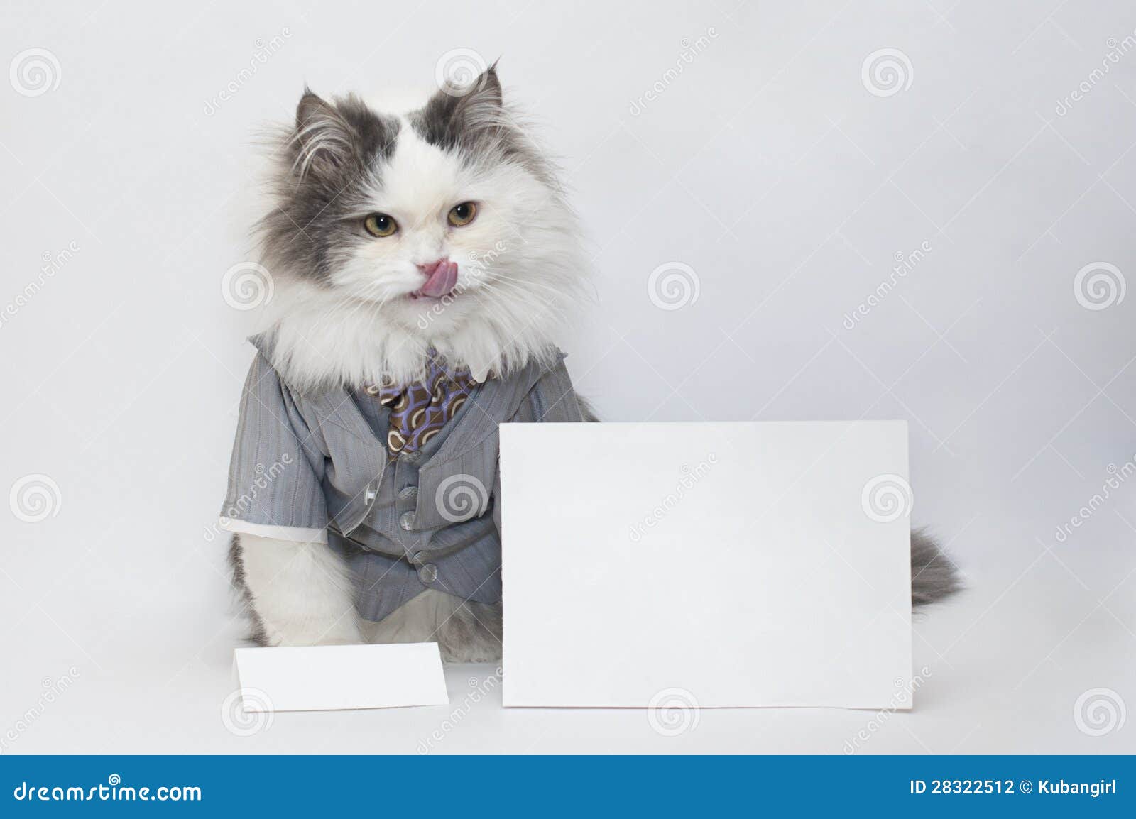 Intelligent cat stock photo. Image of animal, communication - 28322512
