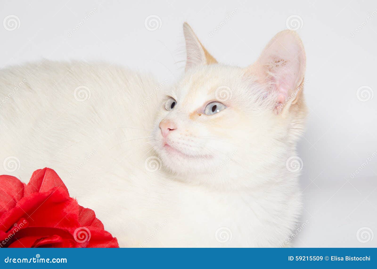 Intelligent Kitten Looking Up Stock Image - Image of white, rose: 59215509