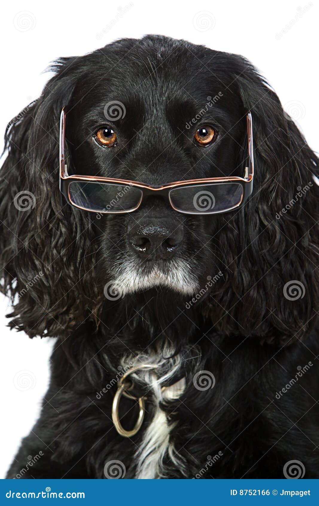 Intelligent Looking Cocker Spaniel with Glasses Stock Photo - Image of ...