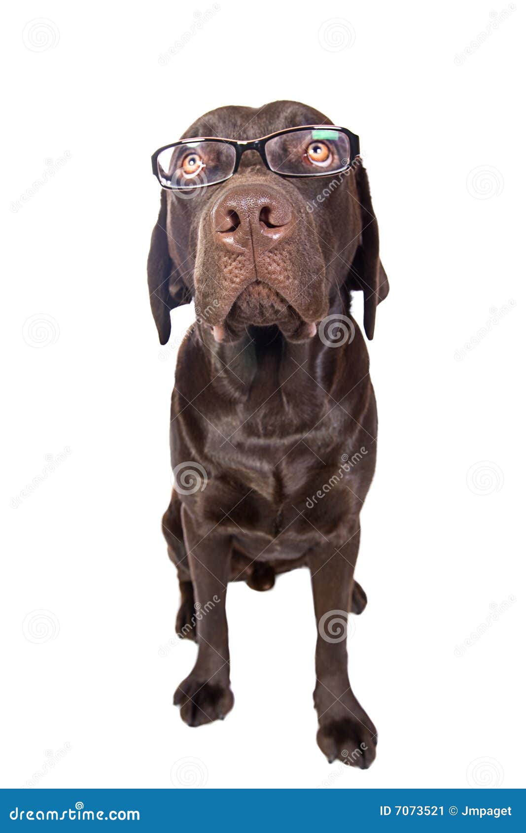 Intelligent Looking Dog stock image. Image of glasses - 7073521